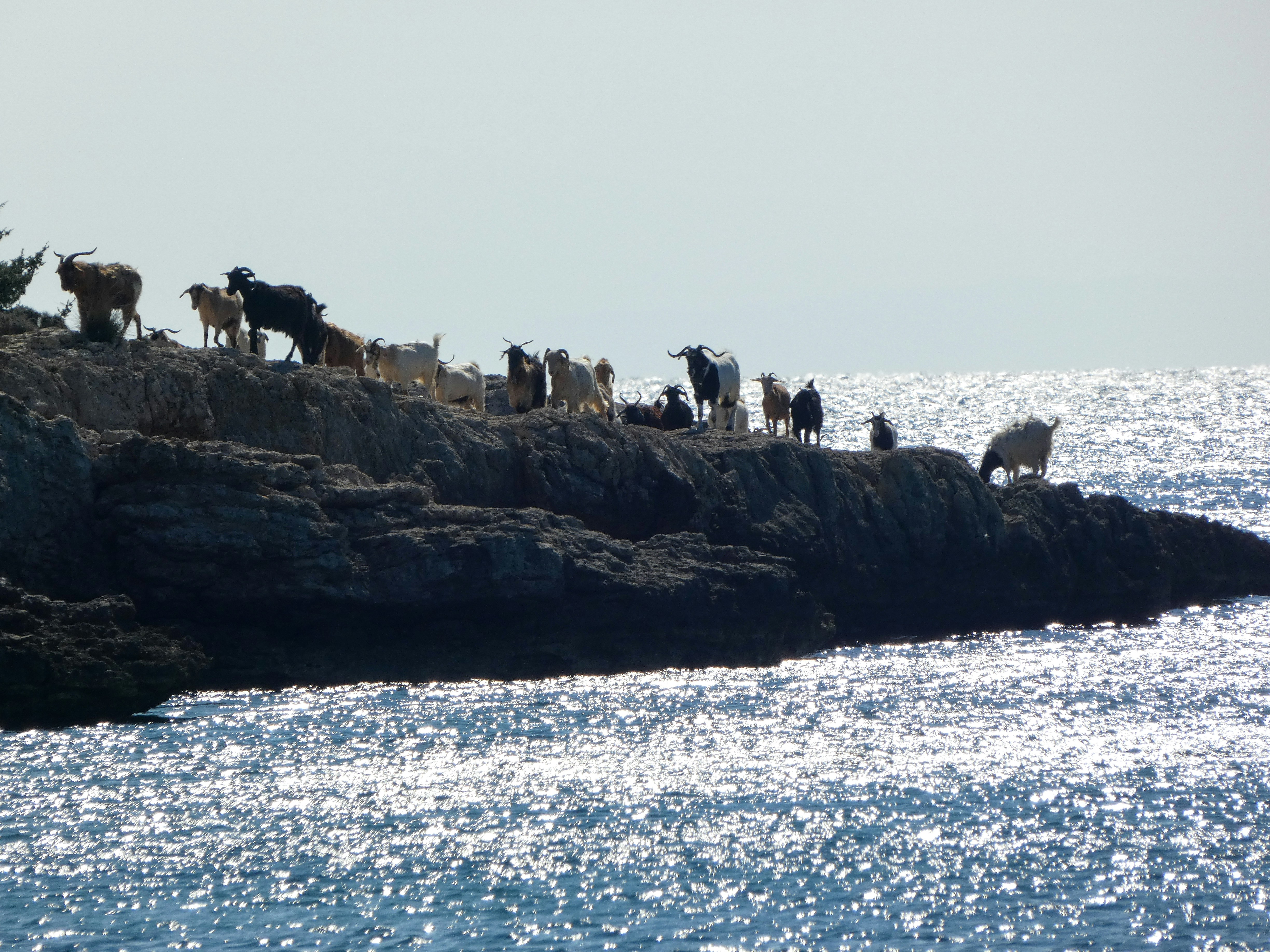 Goats cluster along a sunlit rocky coastal ledge as the glittering sea extends to the horizon.