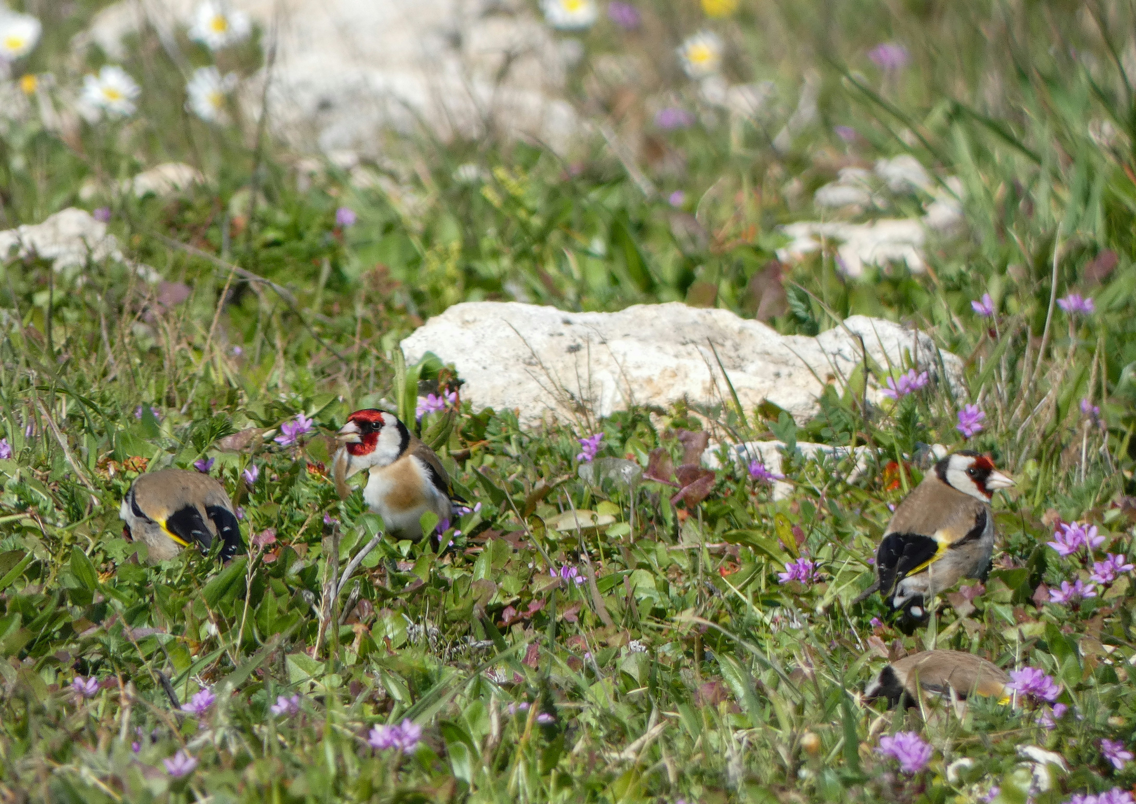 Goldfinches in a Meadow Symphony