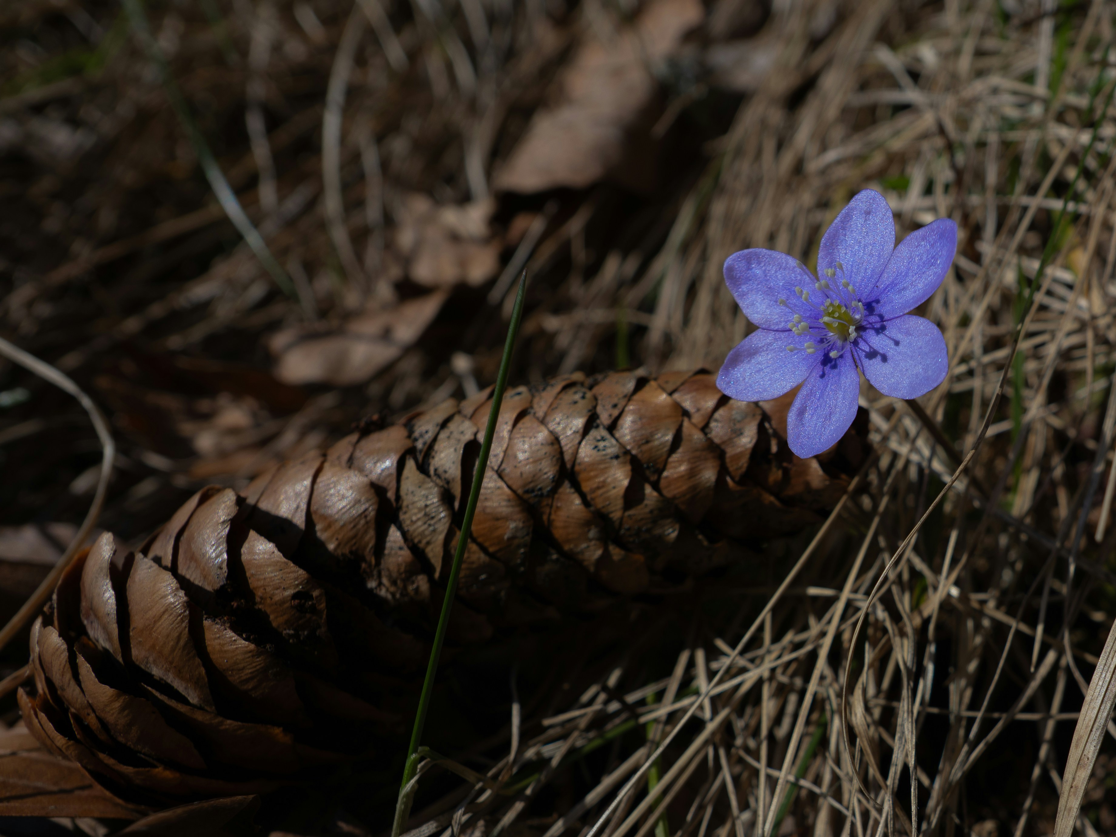 Whispers of Spring in Woodland Shadows