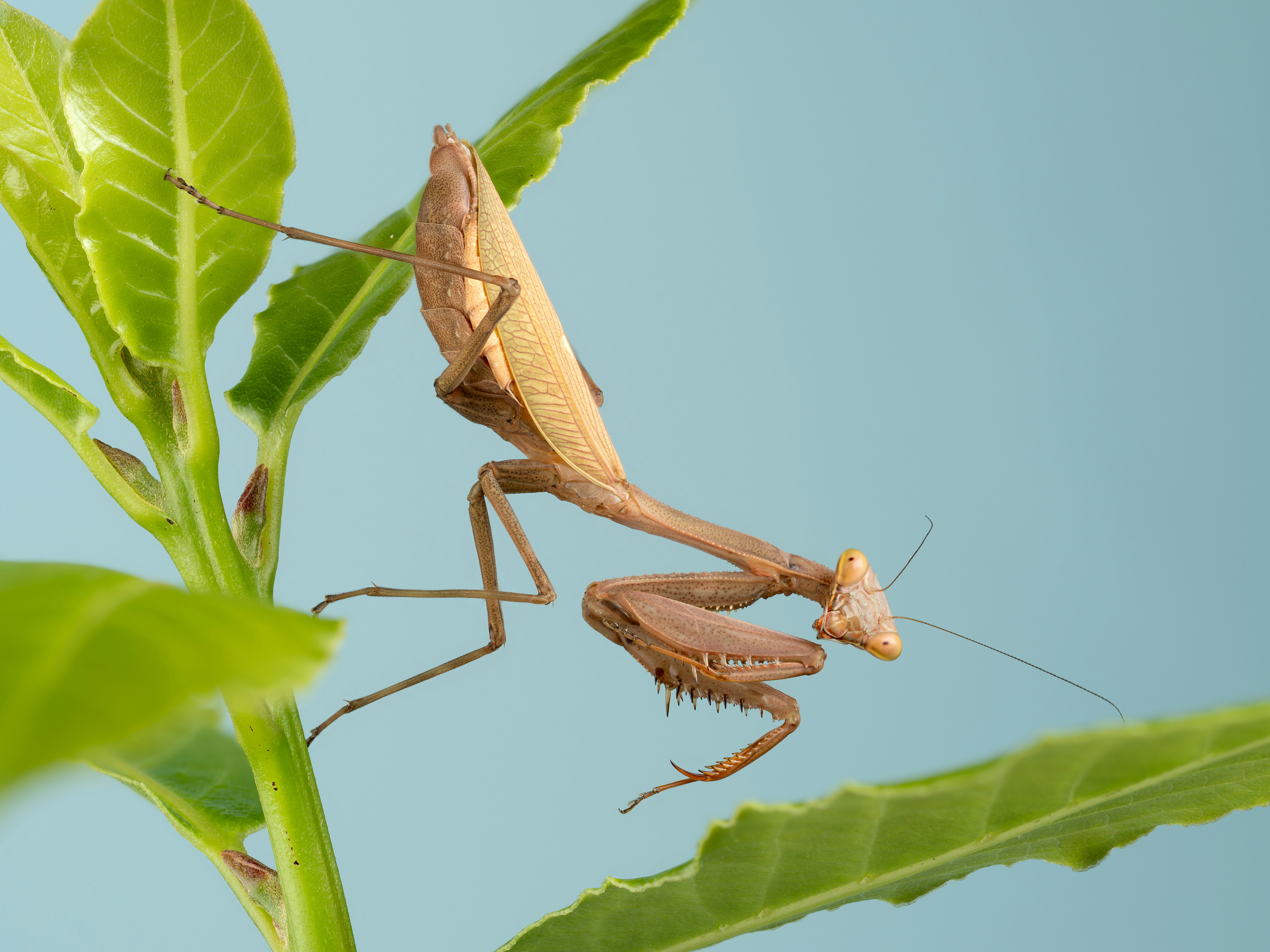 A brown praying mantis perches on green leaves. photo – Free Animal ...