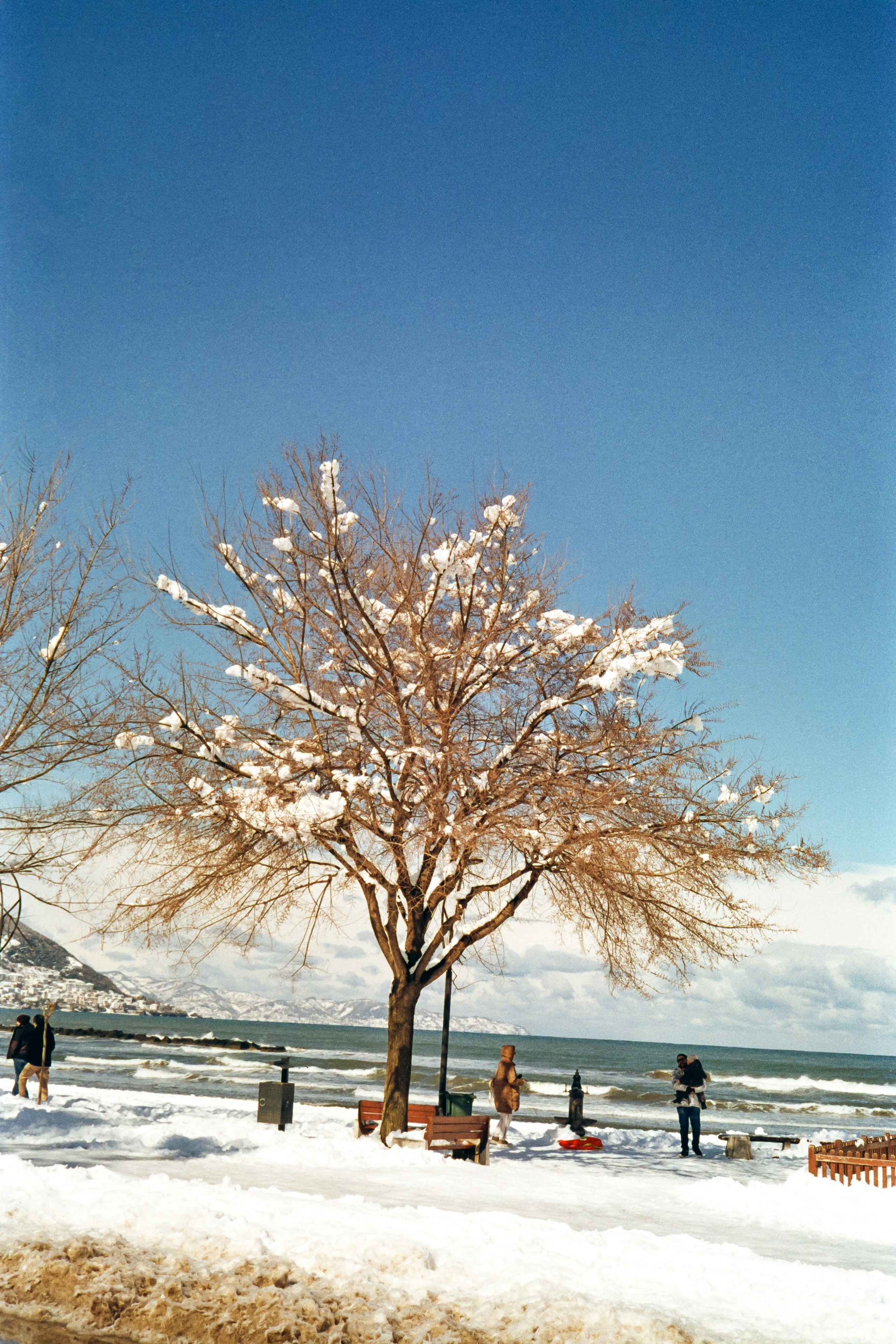 Snowbound Arboreal Sentinel Framing a Quiet Seaside Winter Scene