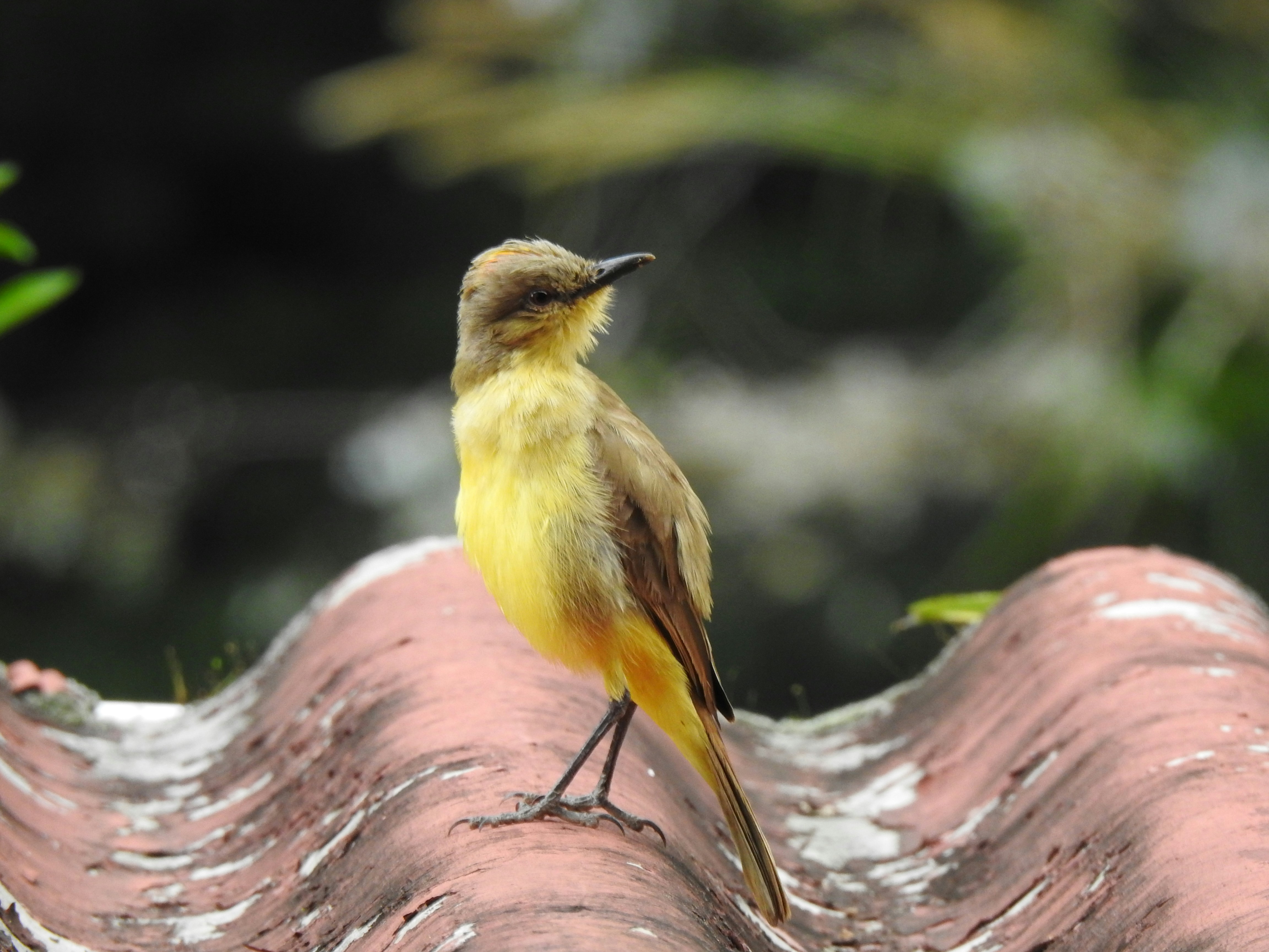 Sunlit Yellow Warbler perches along a tiled roof