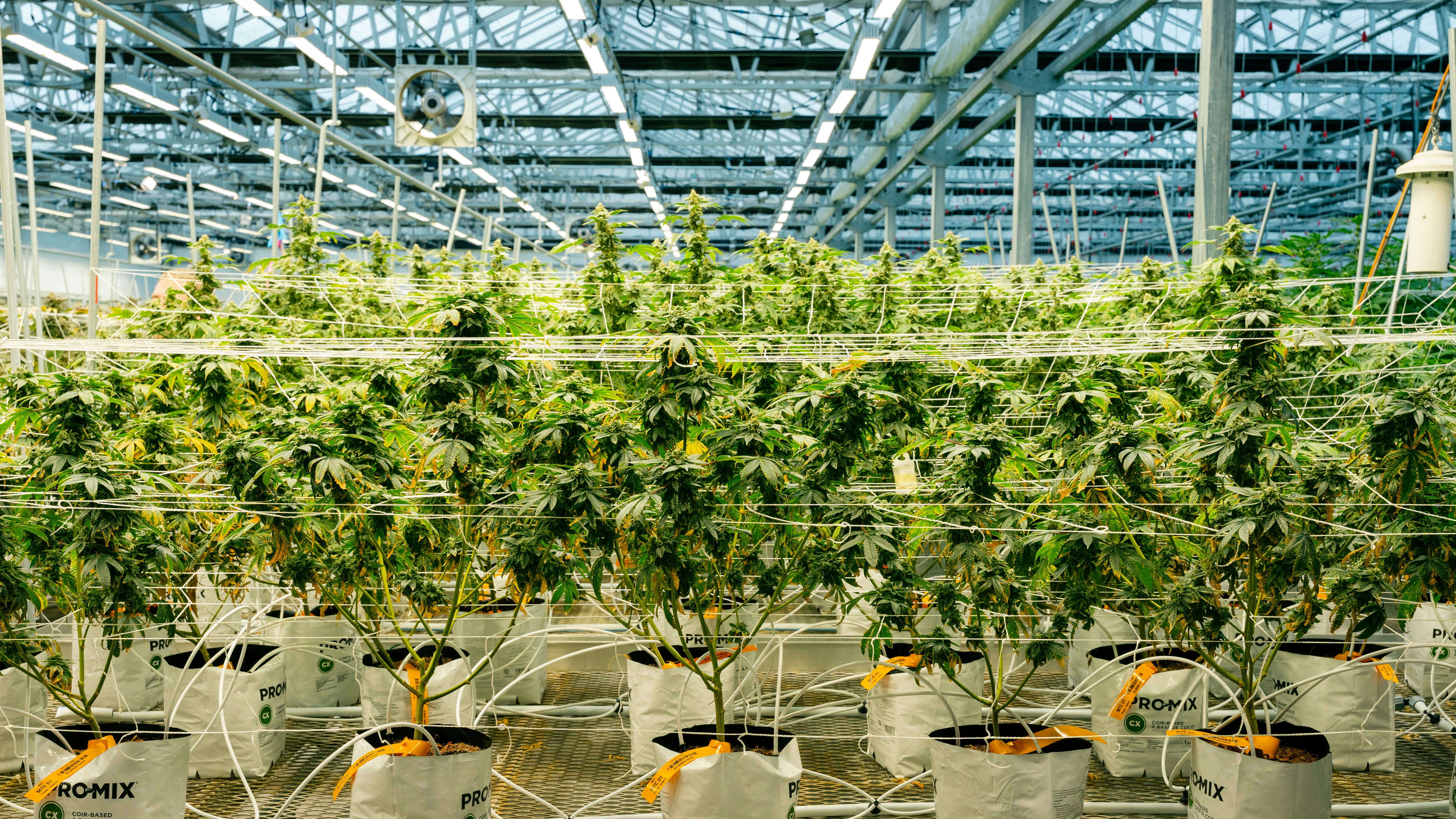 Marijuana plants grow in an indoor commercial facility. photo – Free ...