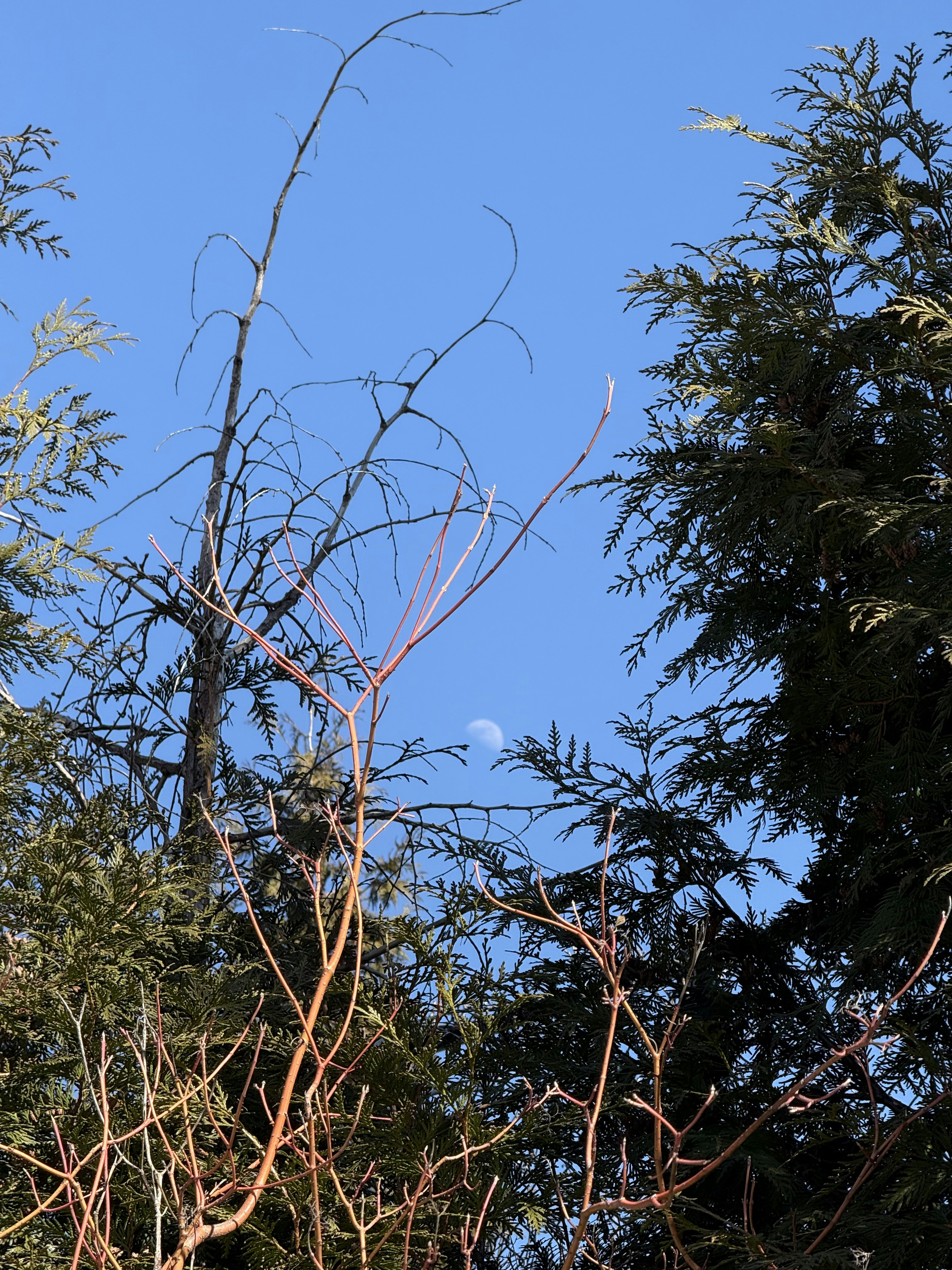 Moonlit Branches Against a Clear Blue Sky