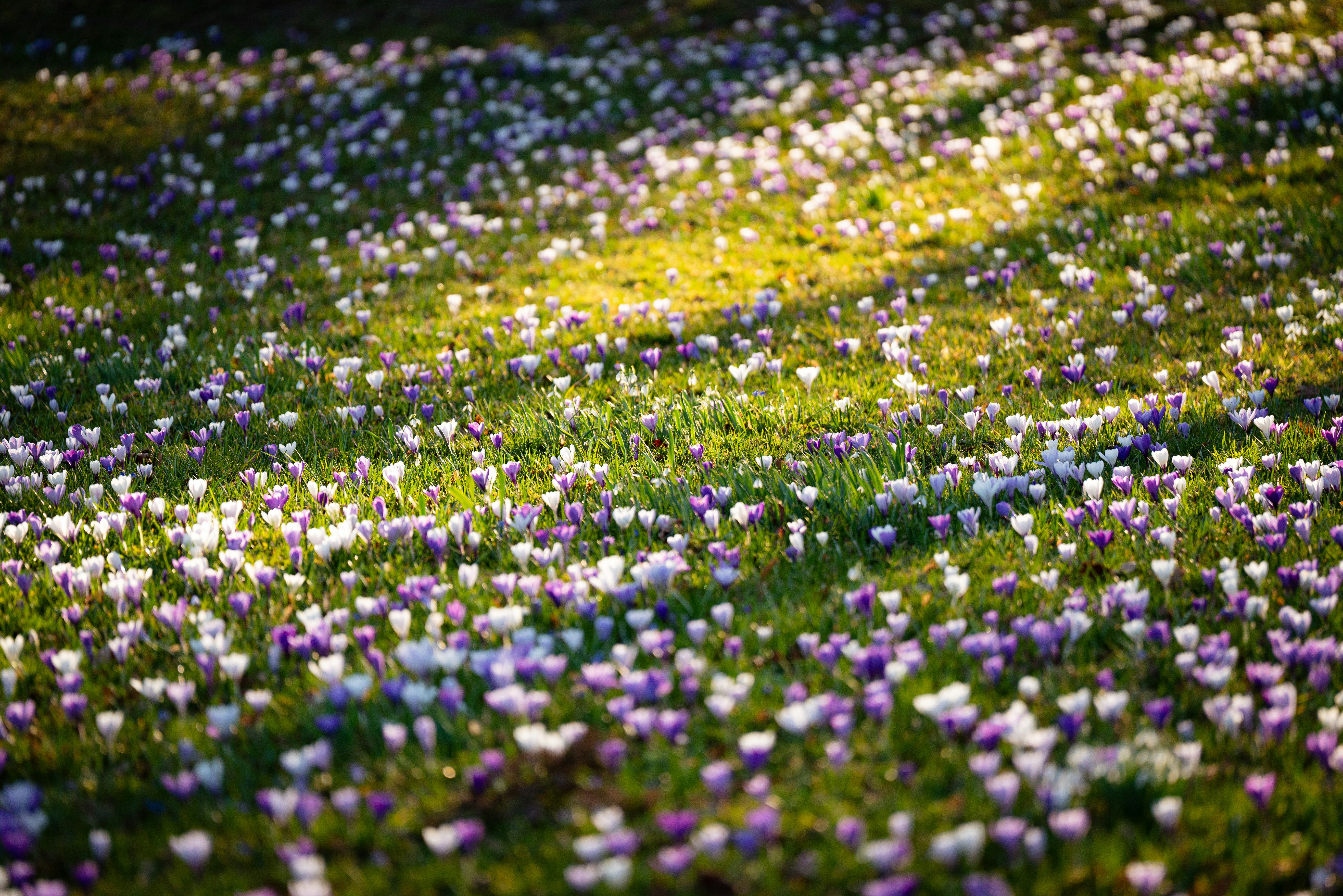 Foto Bidang bunga ungu dan putih di bawah sinar matahari. – Gambar ...