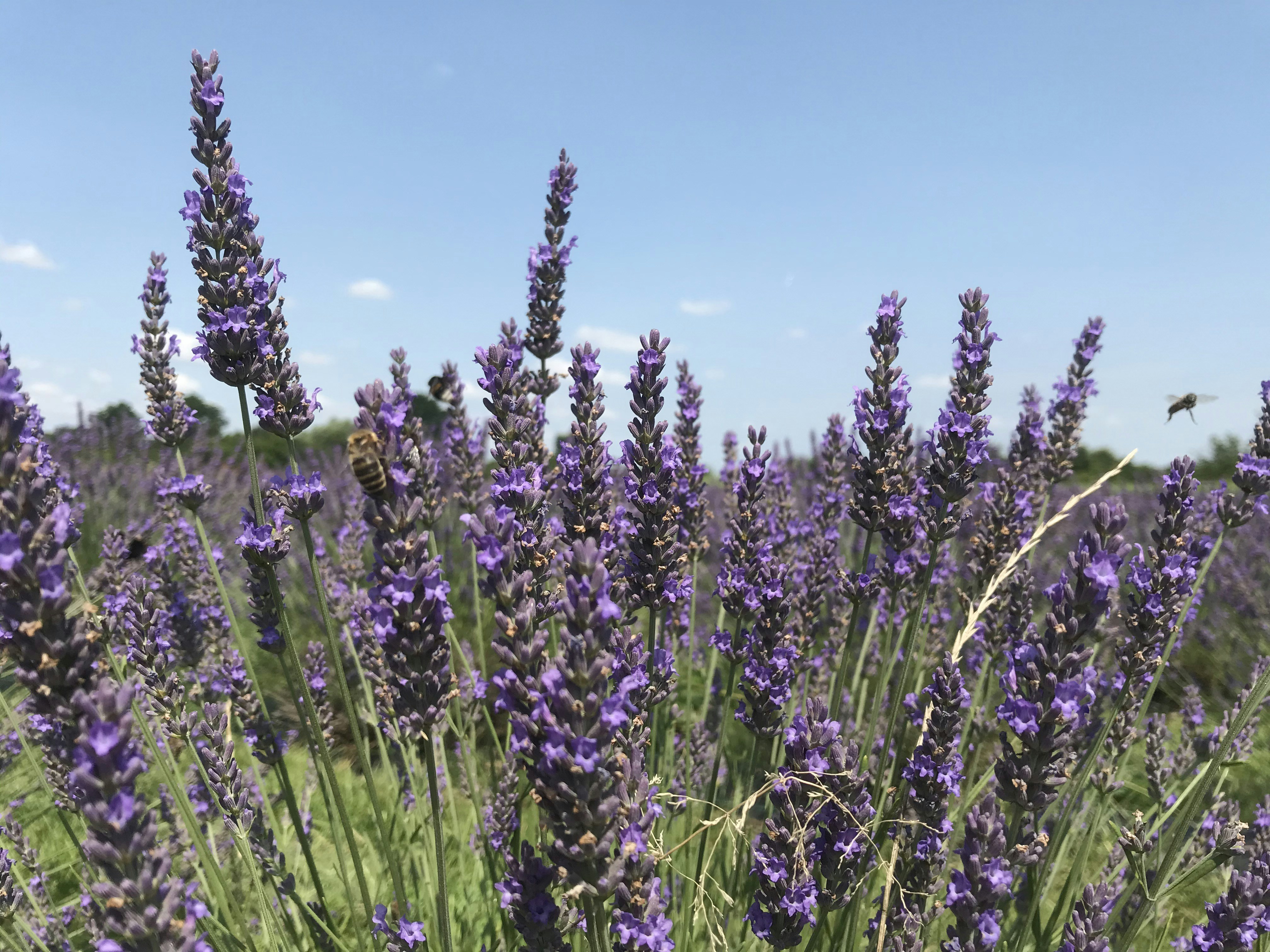 Lavender blooms in a vibrant field under a clear sky with bees hovering around.