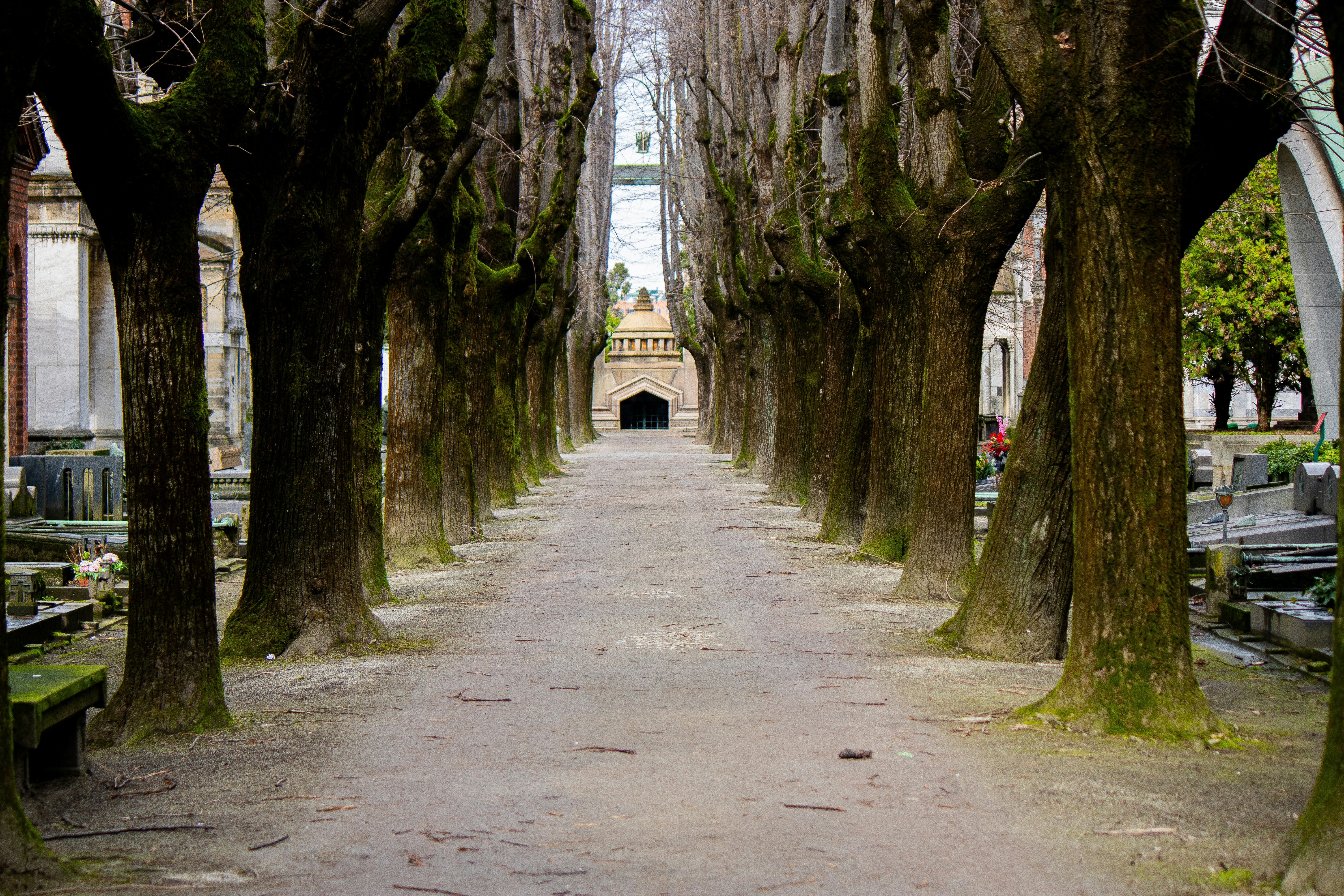 Timeless Pathway Through Ancient Trees
