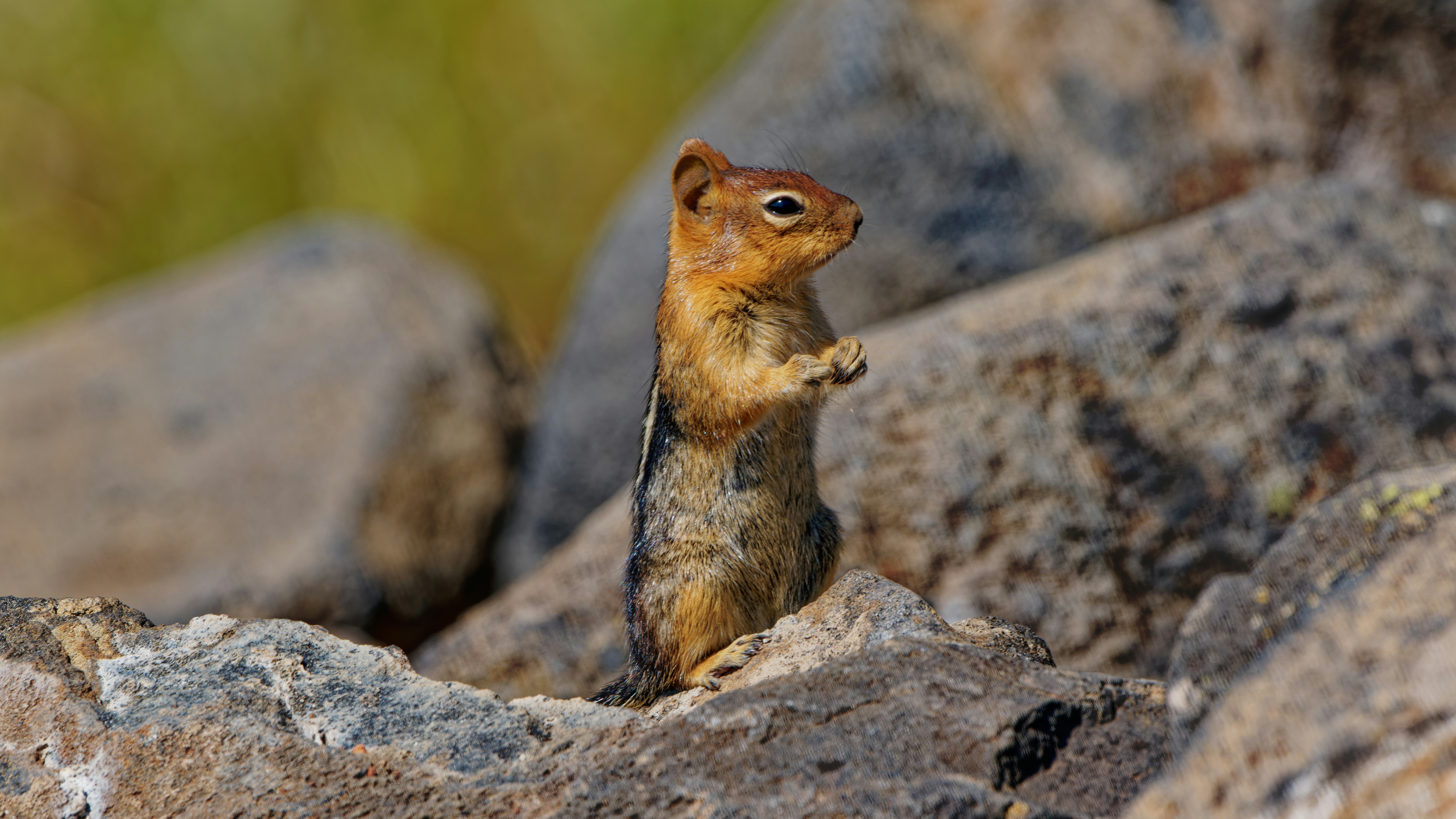 Vigilant Chipmunk on Rocky Outcrop