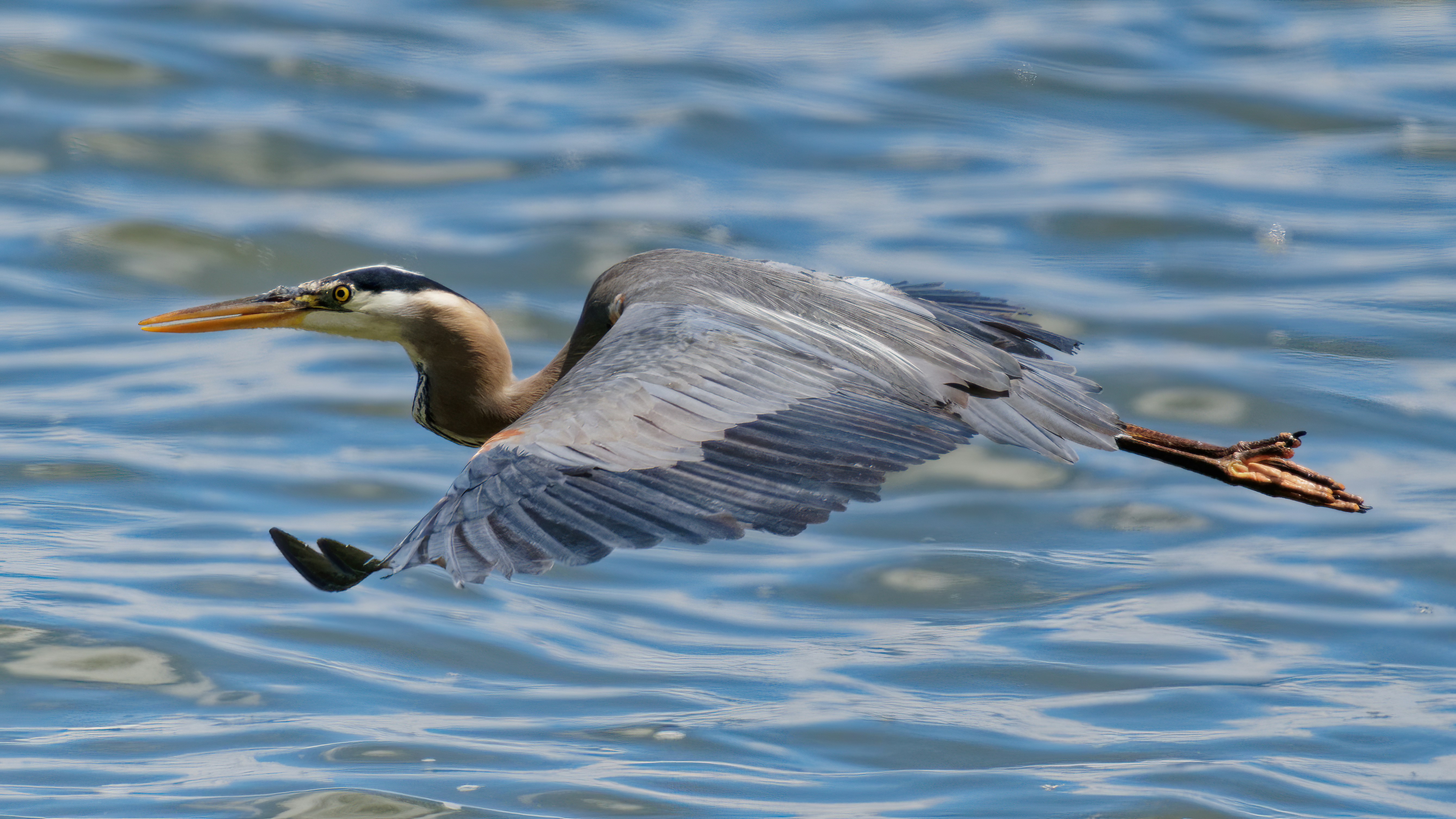 Great blue heron gliding effortlessly above shimmering water, showcasing its majestic wingspan and keen hunting prowess.