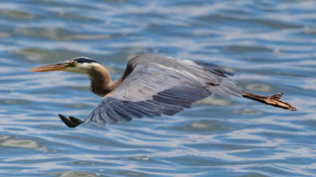 Graceful Flight of the Heron