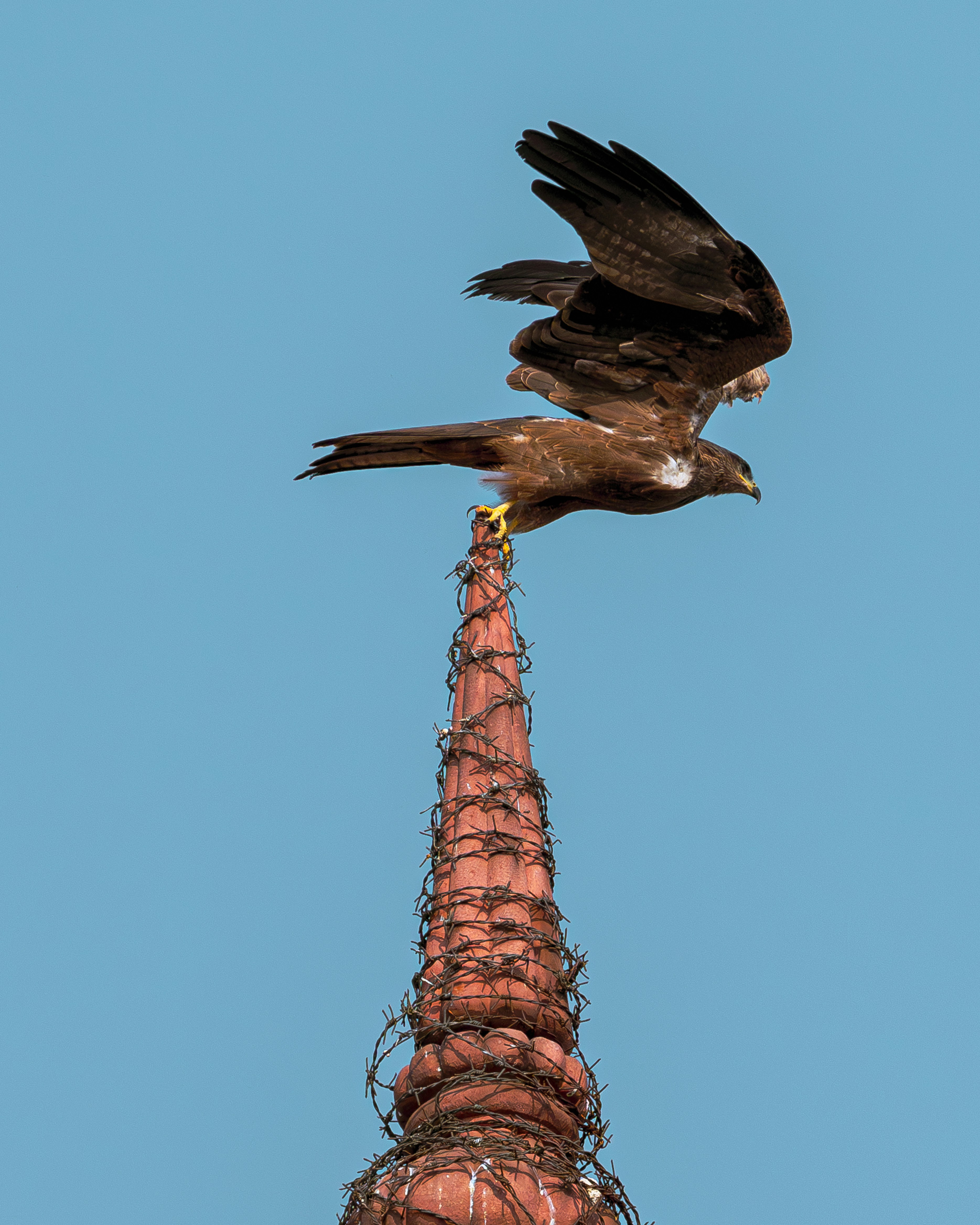 Sentry on the Spire: Golden Eagle Over a Barbed Needle