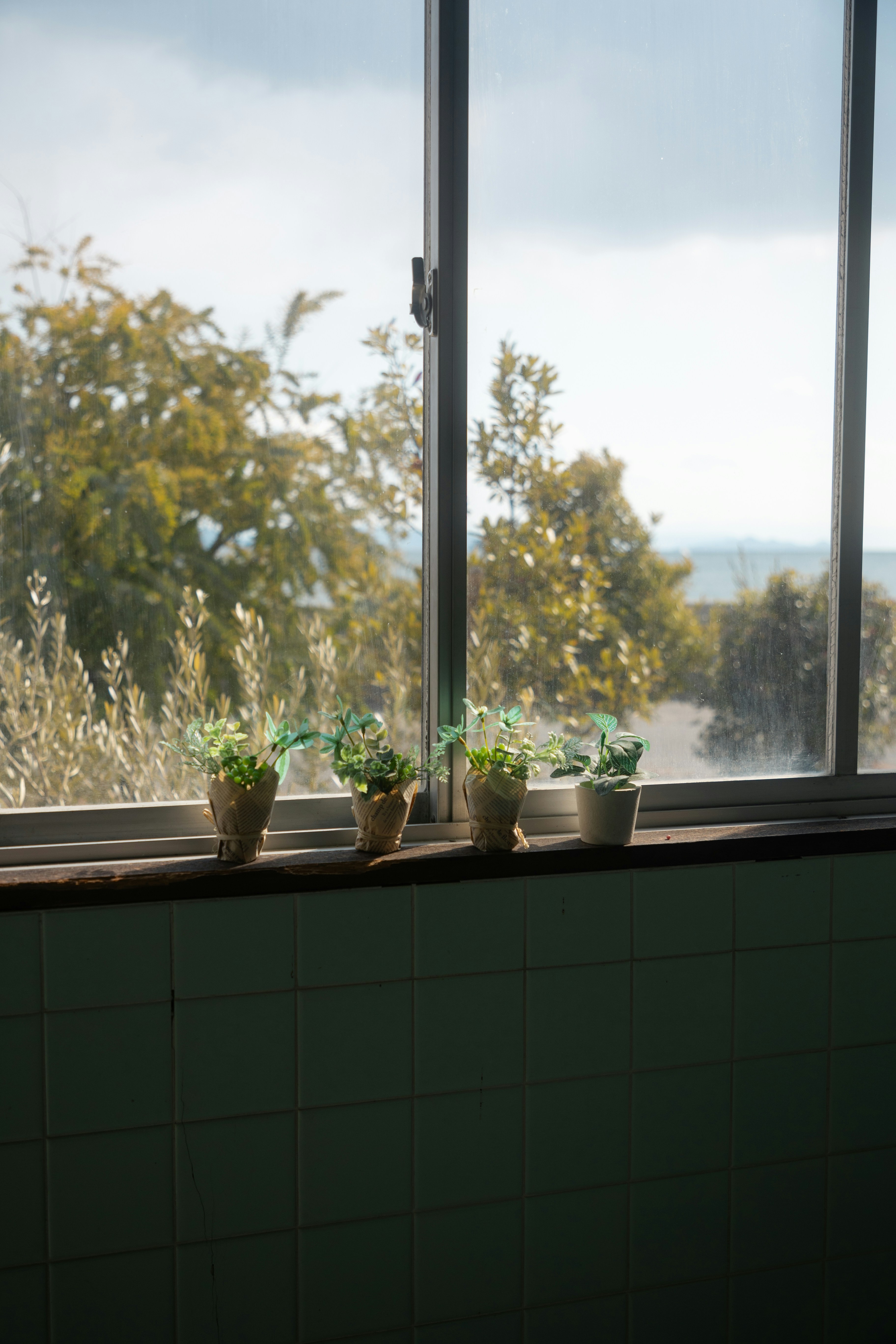 Morning Quiet: Four Green Sprigs on a Sunlit Windowsill