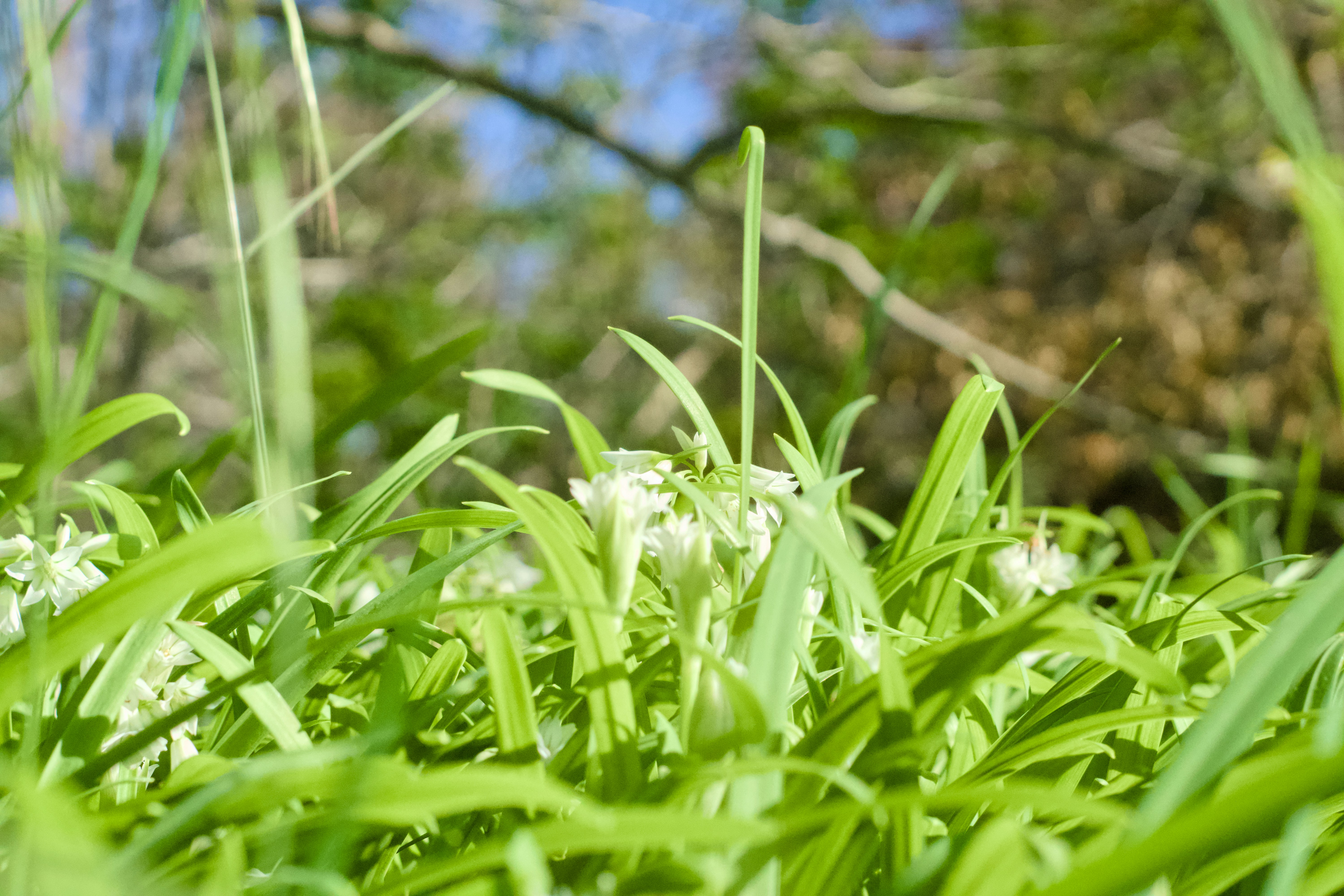 Vibrant green grass with white flowers in soft focus under a clear blue sky.