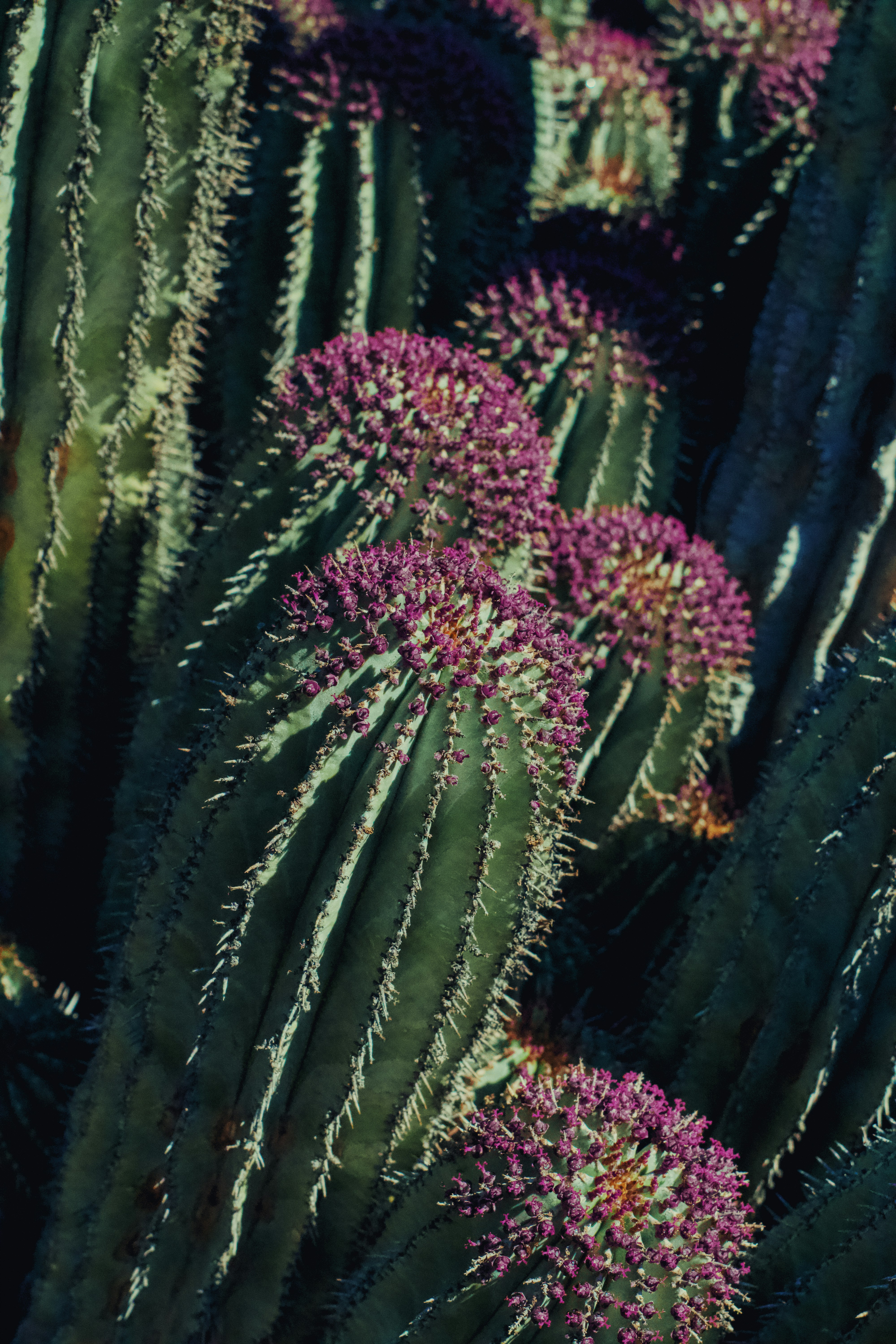 Crowned Elliptical Blooms Amid Desert Ridge