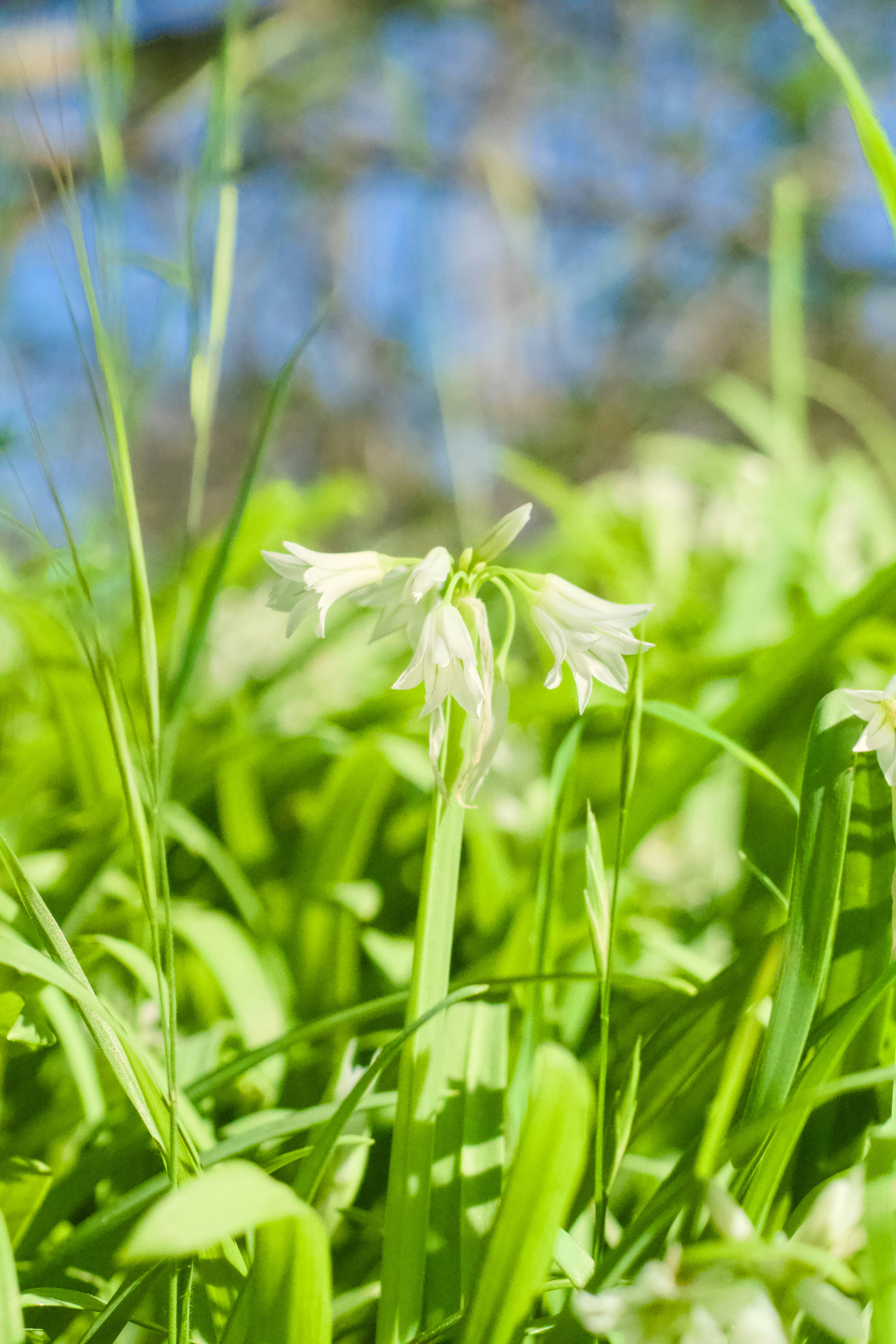 Whispering White Blooms Above a Sea of Green