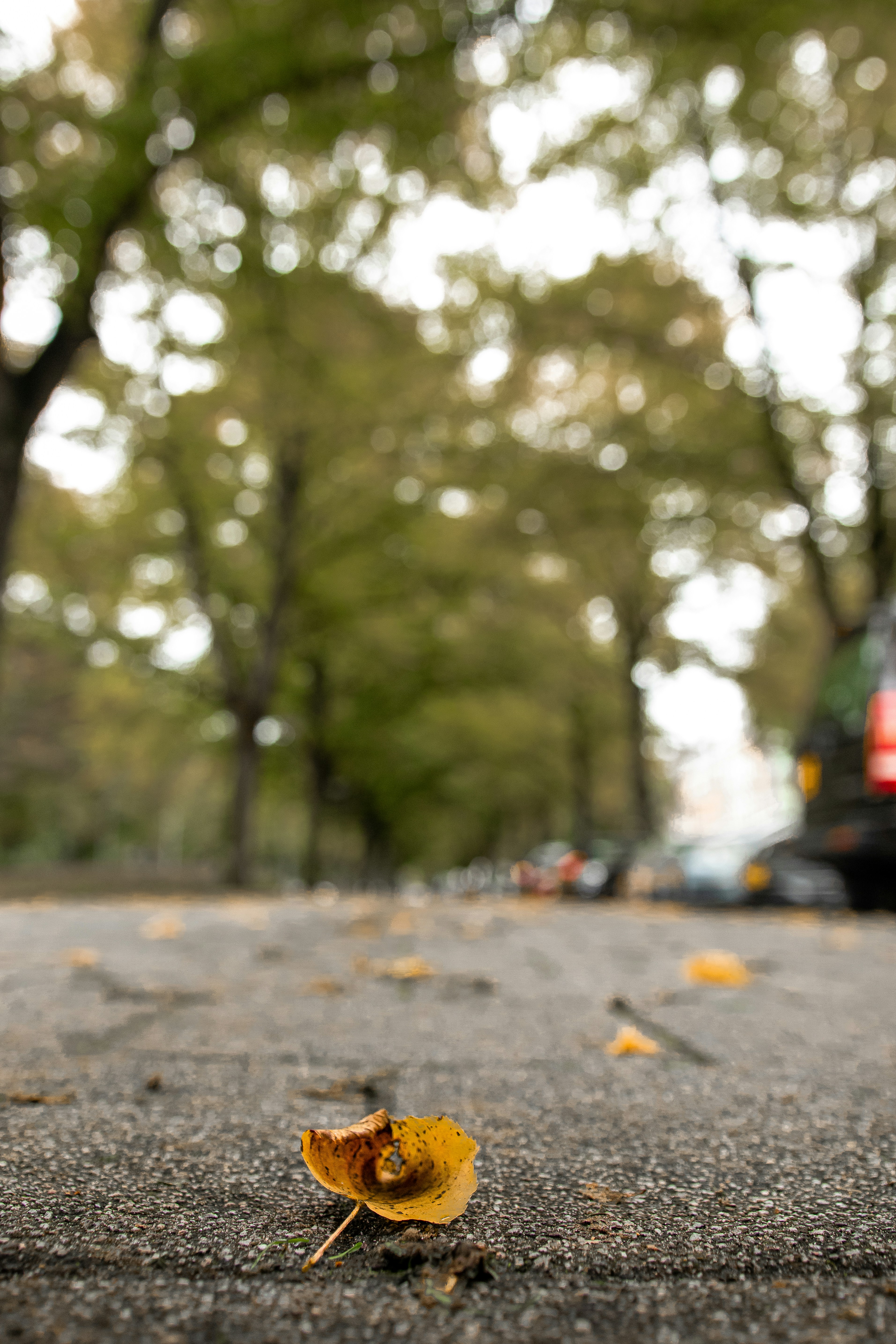 A lone leaf rests on a concrete path.Trevor Minett