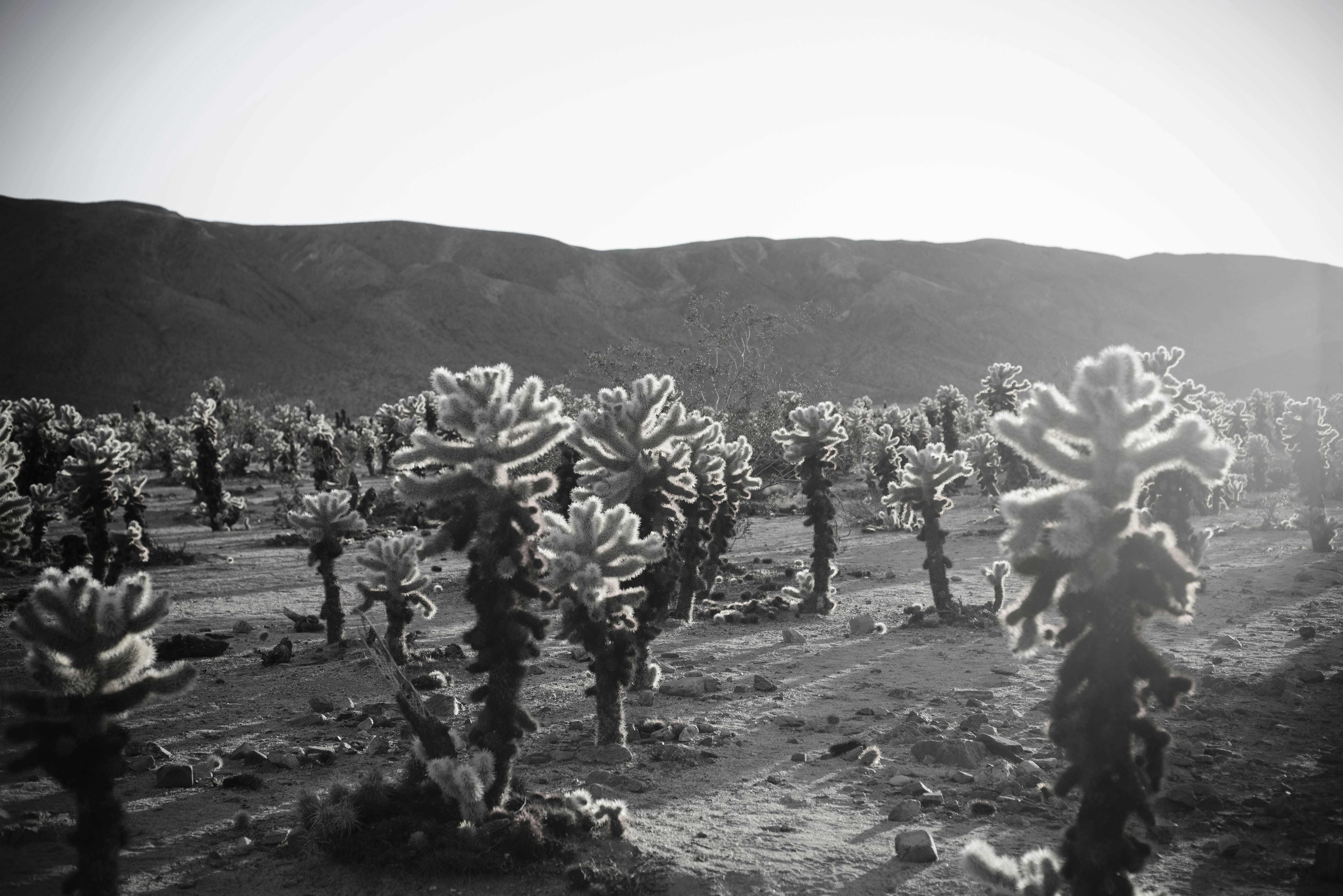 Desert Silhouettes at Dawn