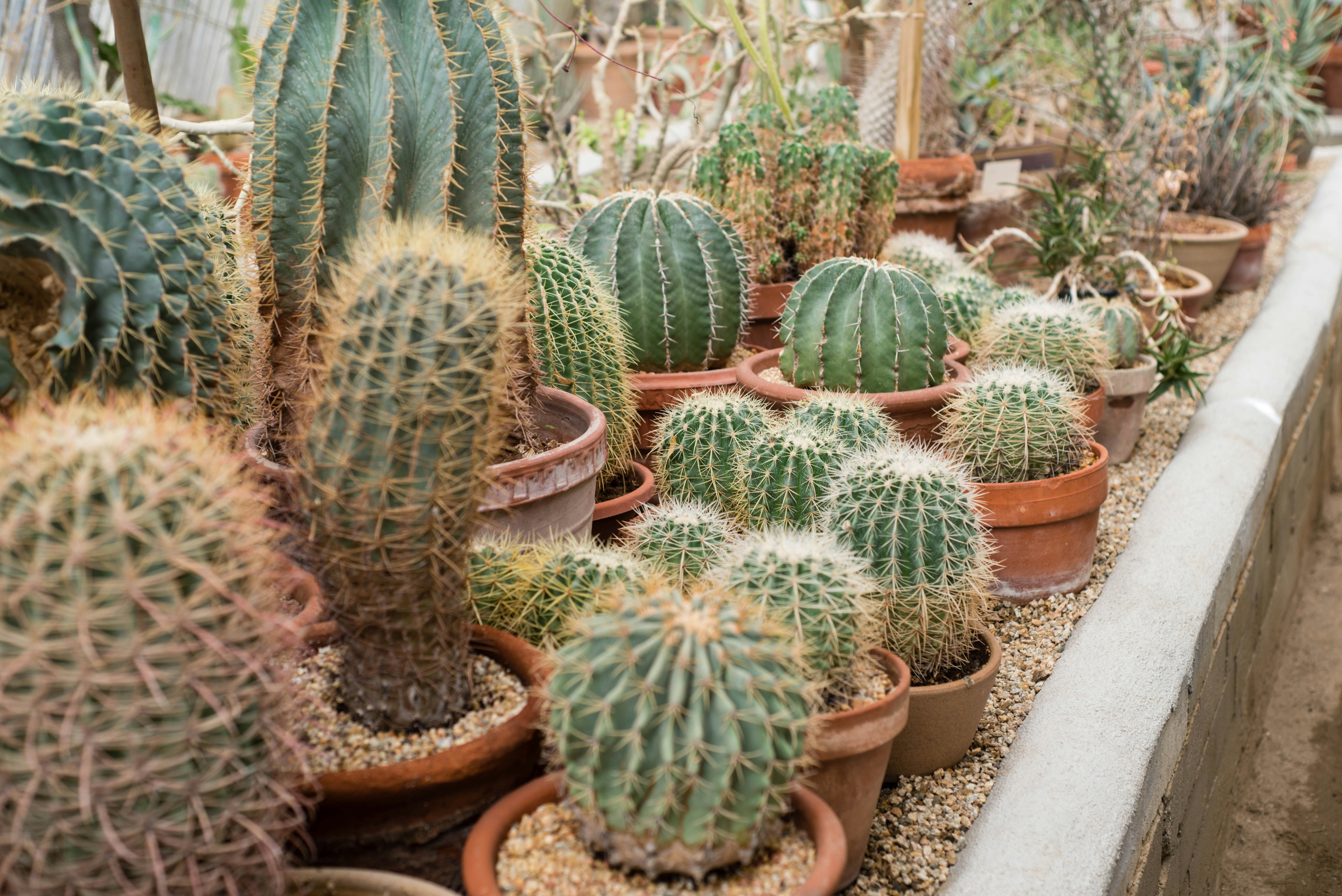 Photo by Melanie Losoya with Nikon D610