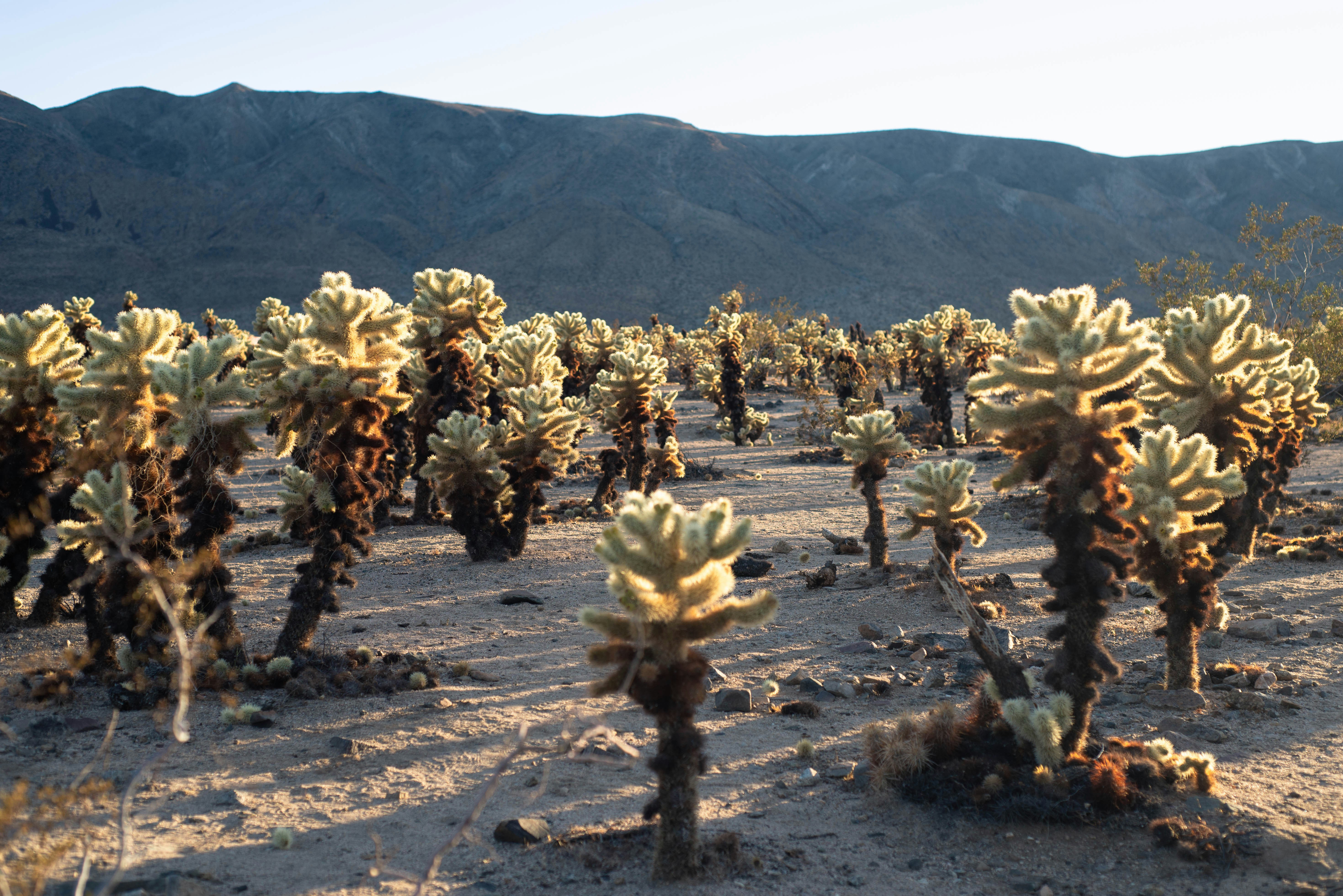 Mojave Arborfield: Joshua Trees Stand Guard Across a Desert Plain