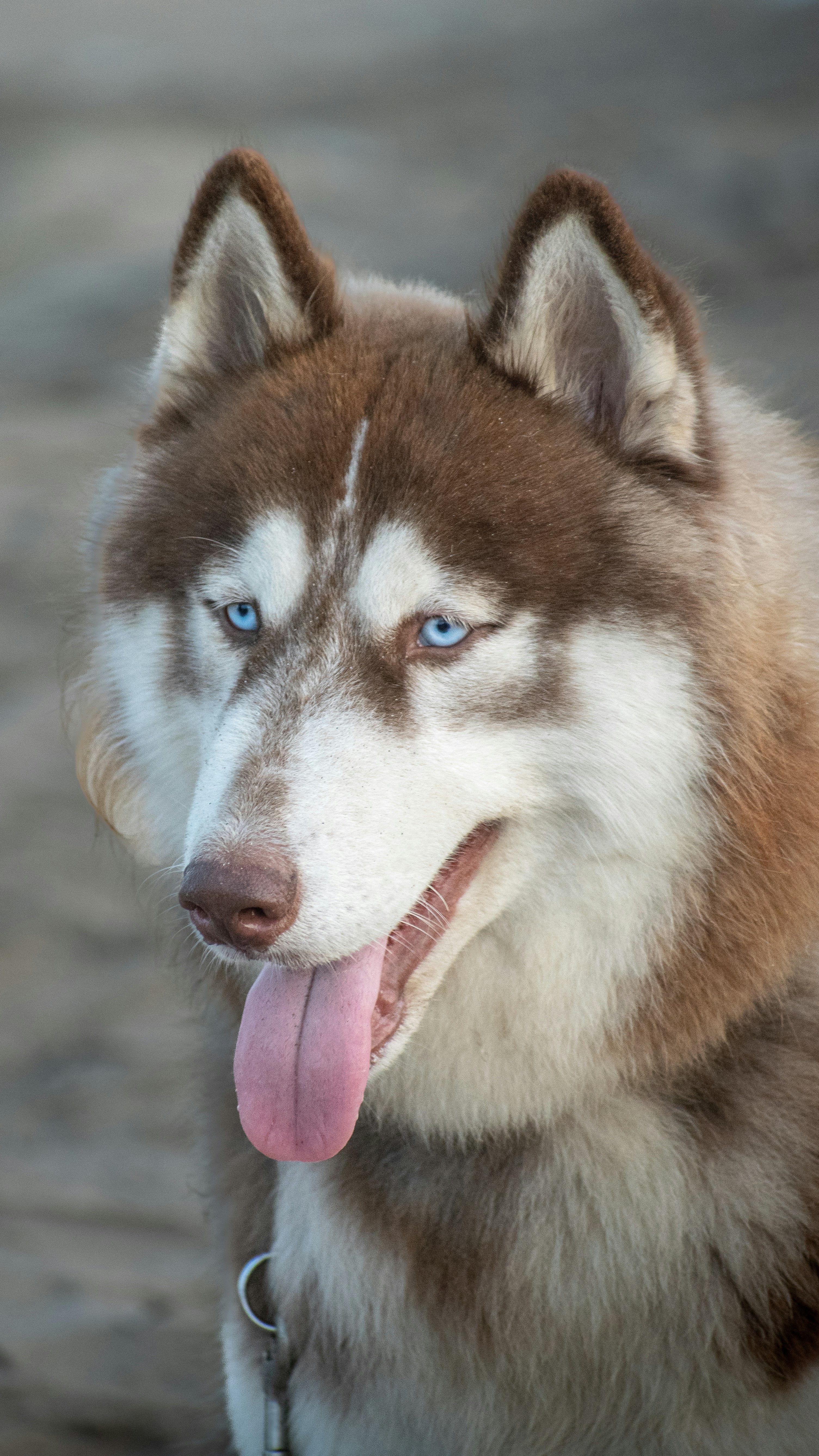 Close-up of a brown and white Siberian Husky with striking blue eyes, showcasing its playful demeanor against a blurred background.
