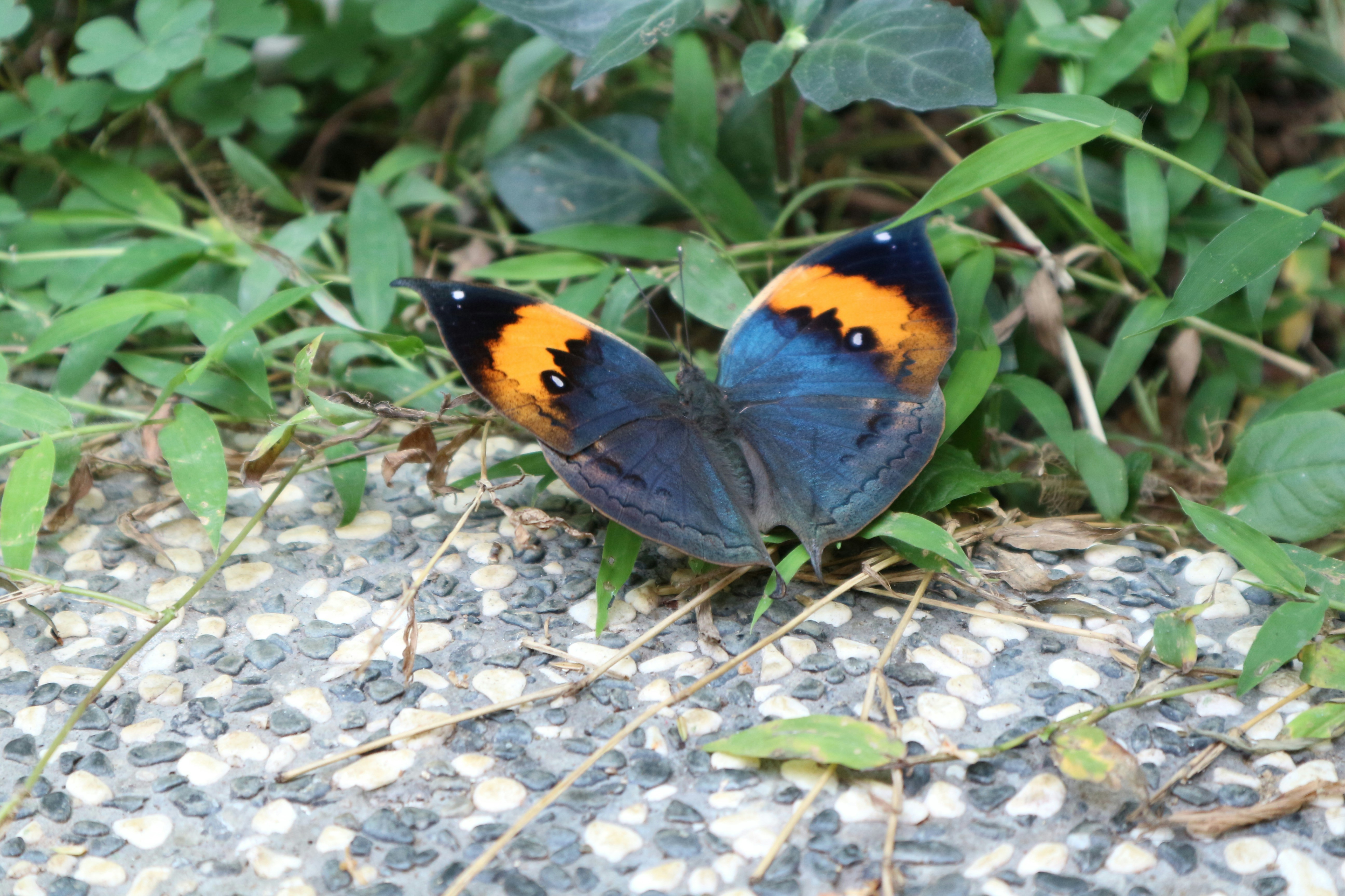 Azure Wings on a Pebble Path