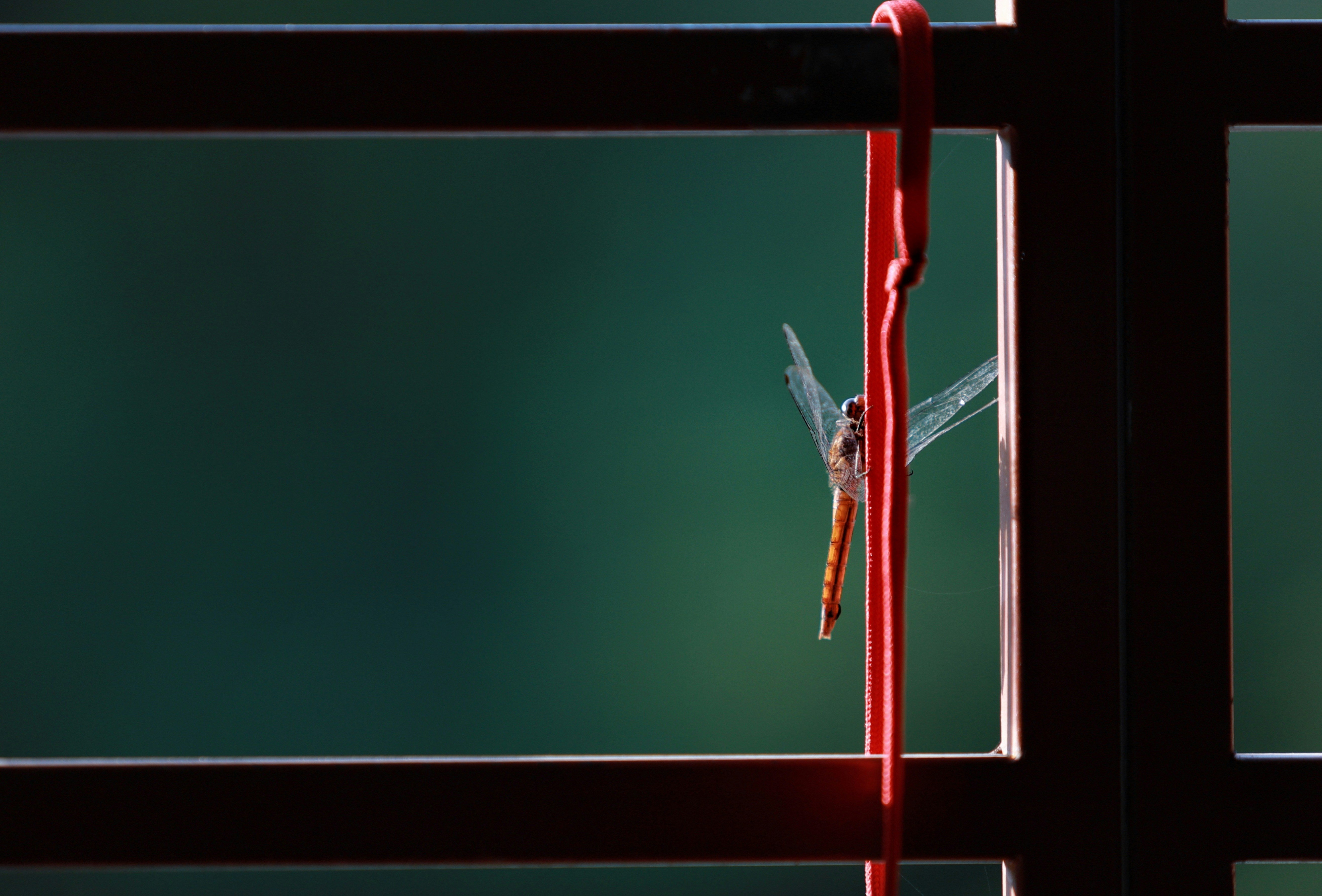 Dragonfly on a Crimson Cord: A Quiet Moment Between Grid and Glass
