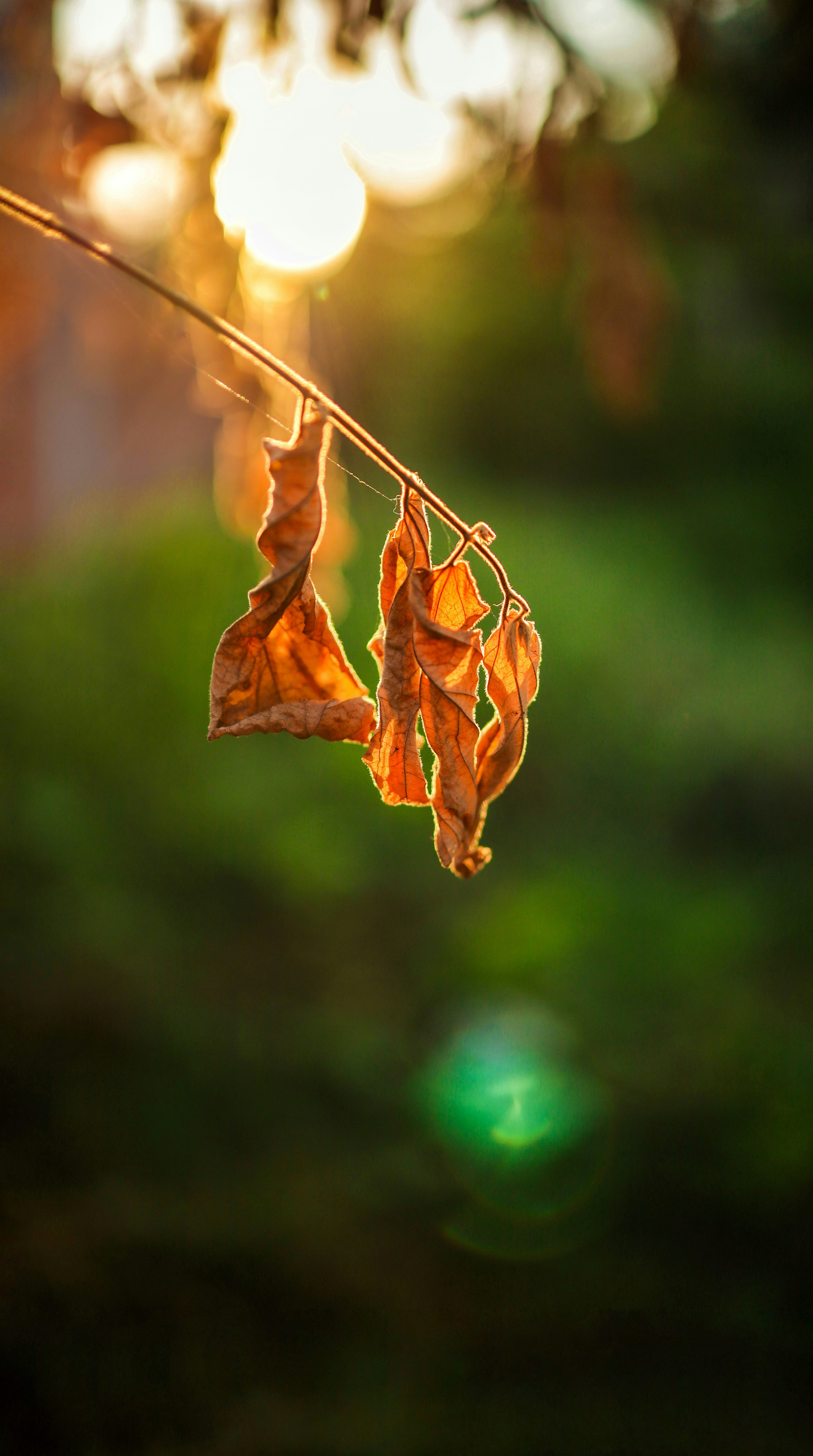 Golden Hour on a Delicate Twig: Backlit Leaves