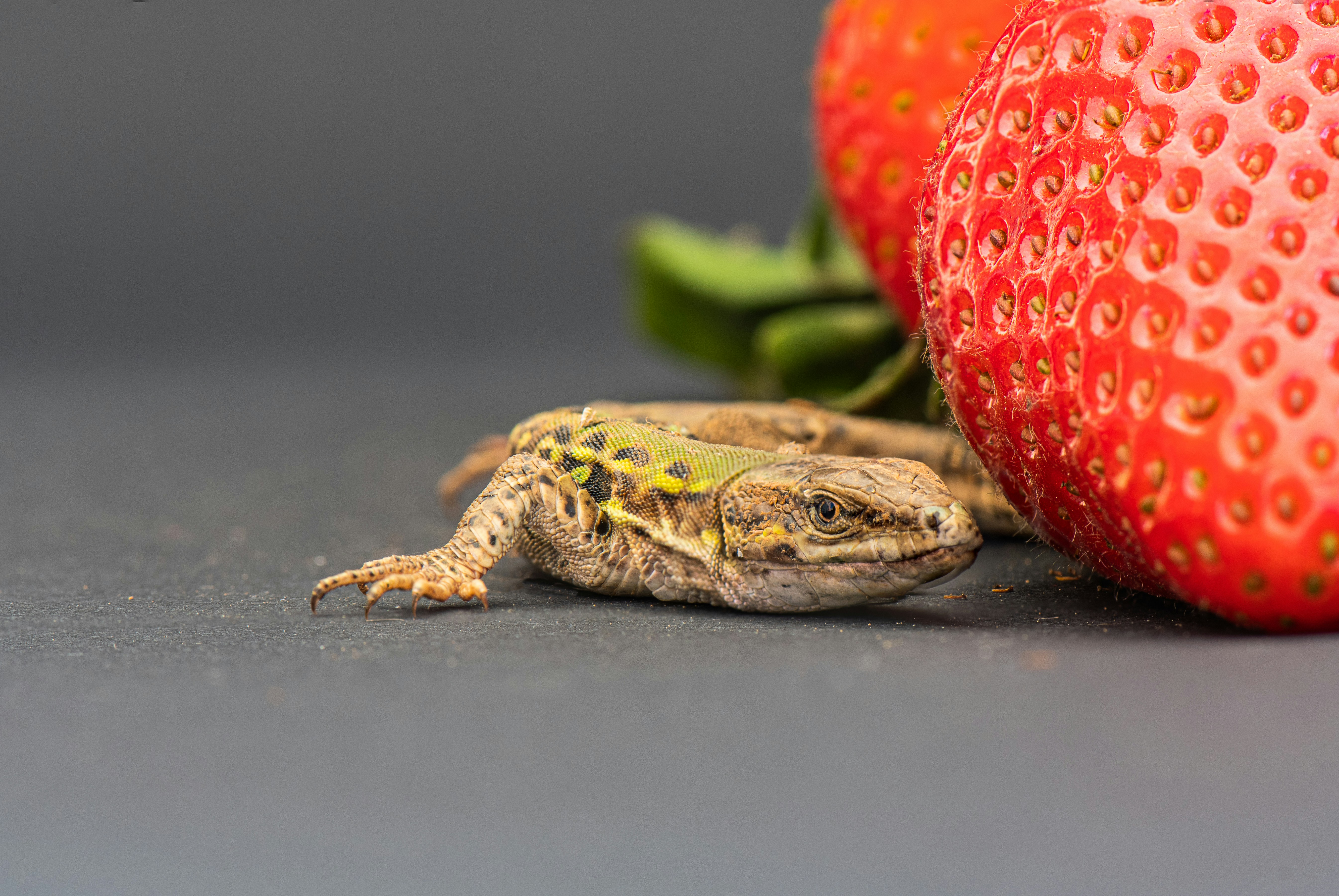 Close-Quarters: A Lizard Pauses by a Strawberry on a Slate Surface