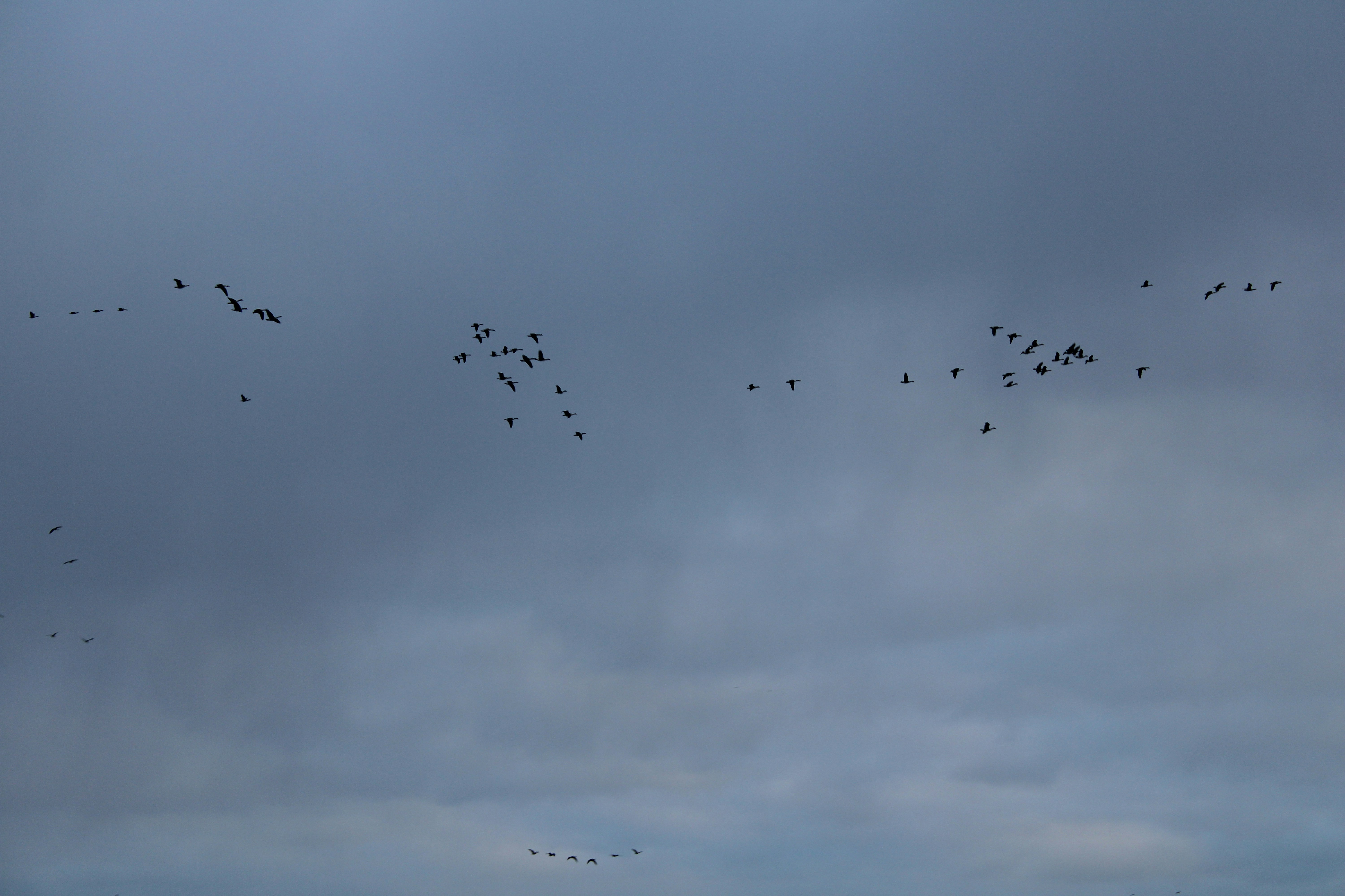 Slate-Gray Flight: Distant Flock Tracing a Quiet Arc Across Clouds