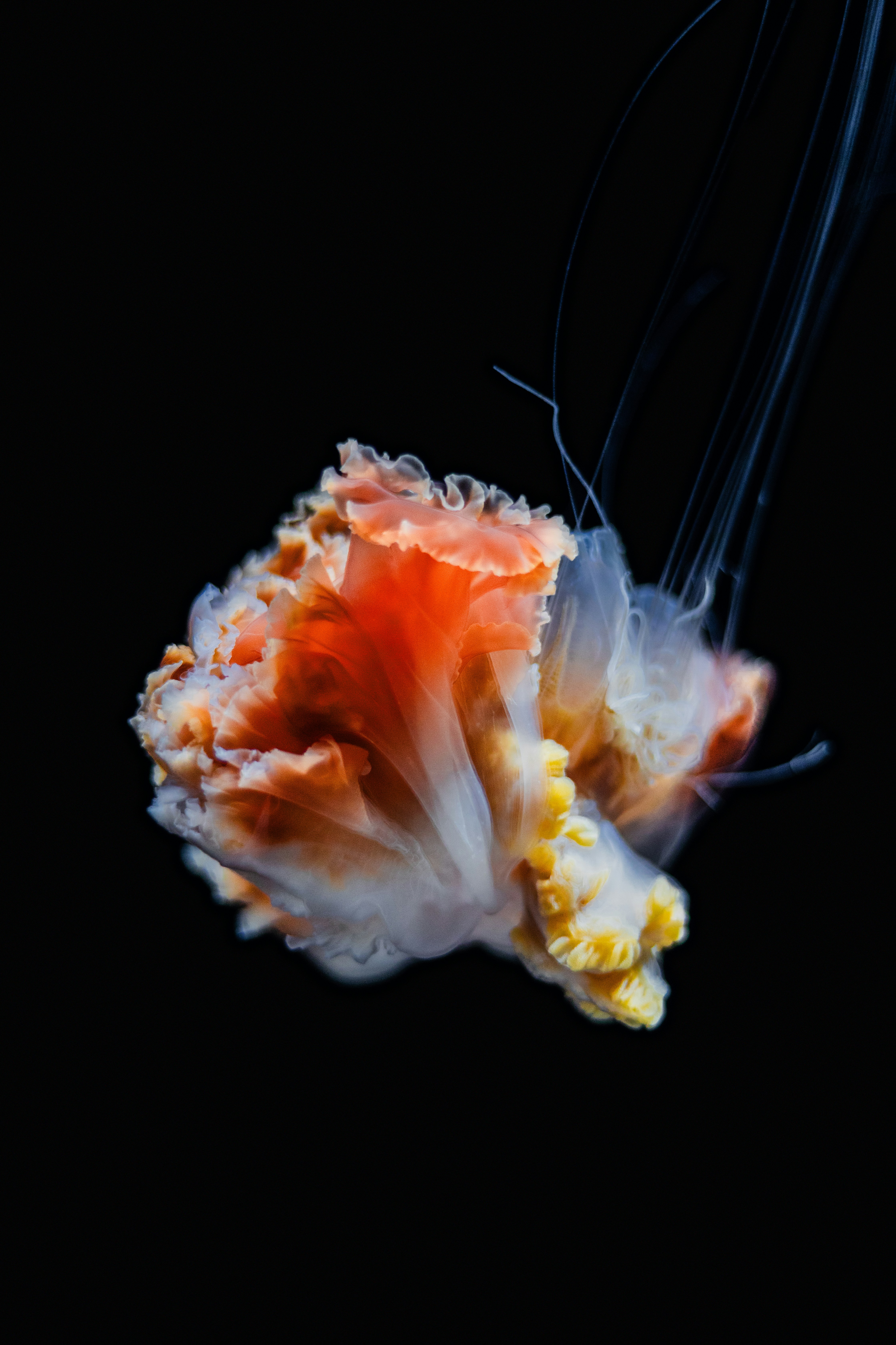 Ethereal Dance of the Sea NymphAlex Robertson