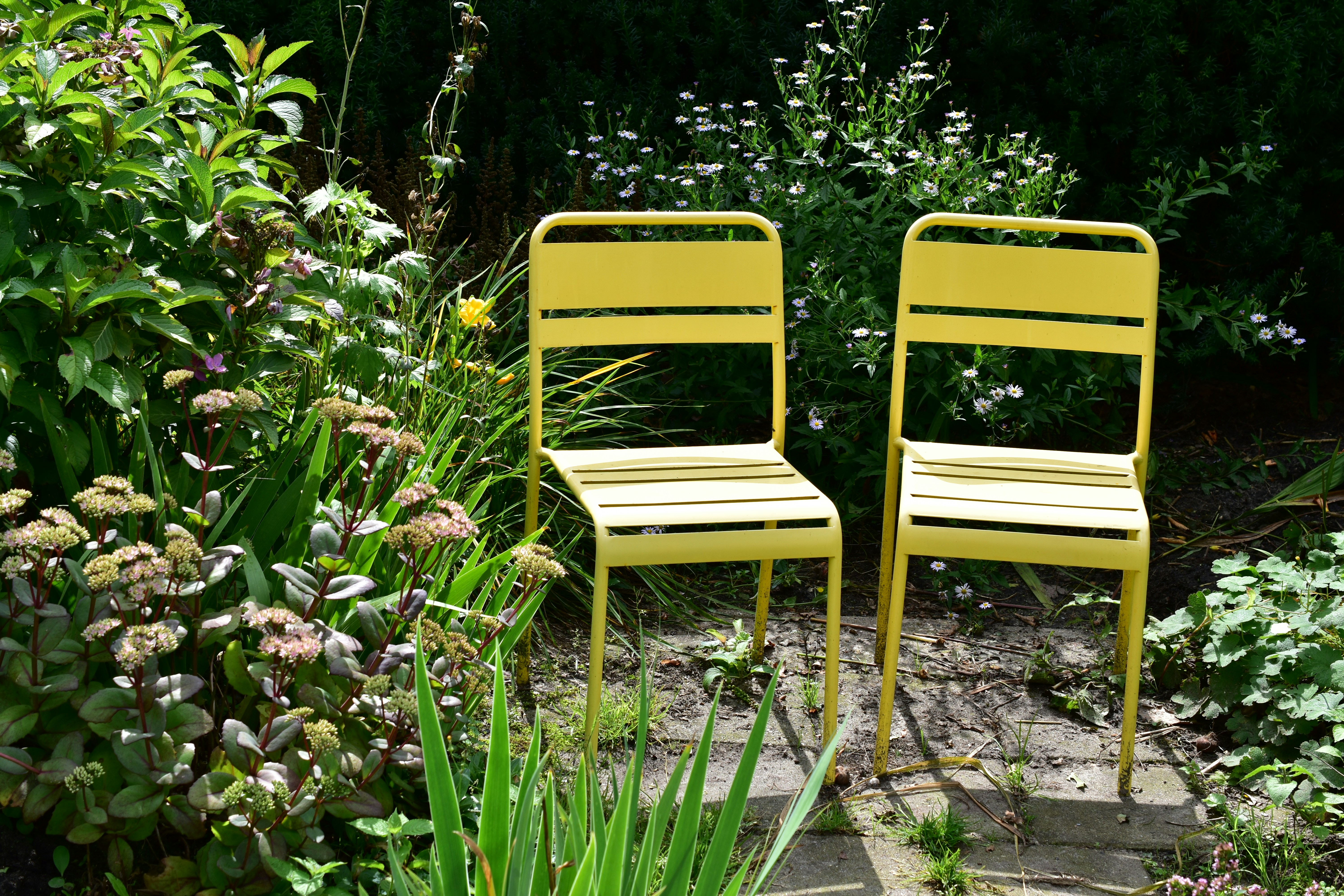 Two yellow chairs nestled in a vibrant garden surrounded by diverse plant life.