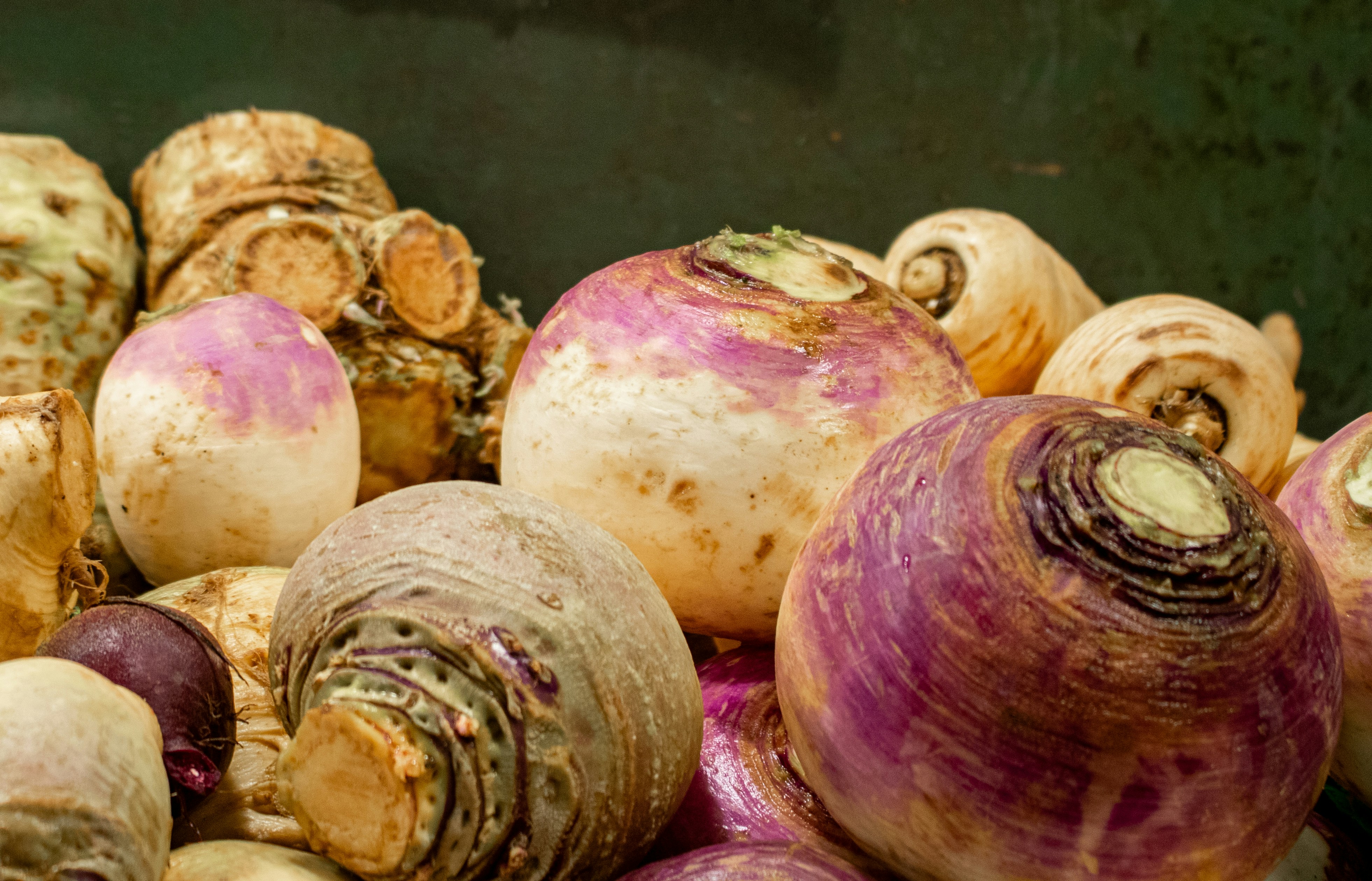 A bunch of turnips are ready to eat. photo – Free Agriculture Image on ...
