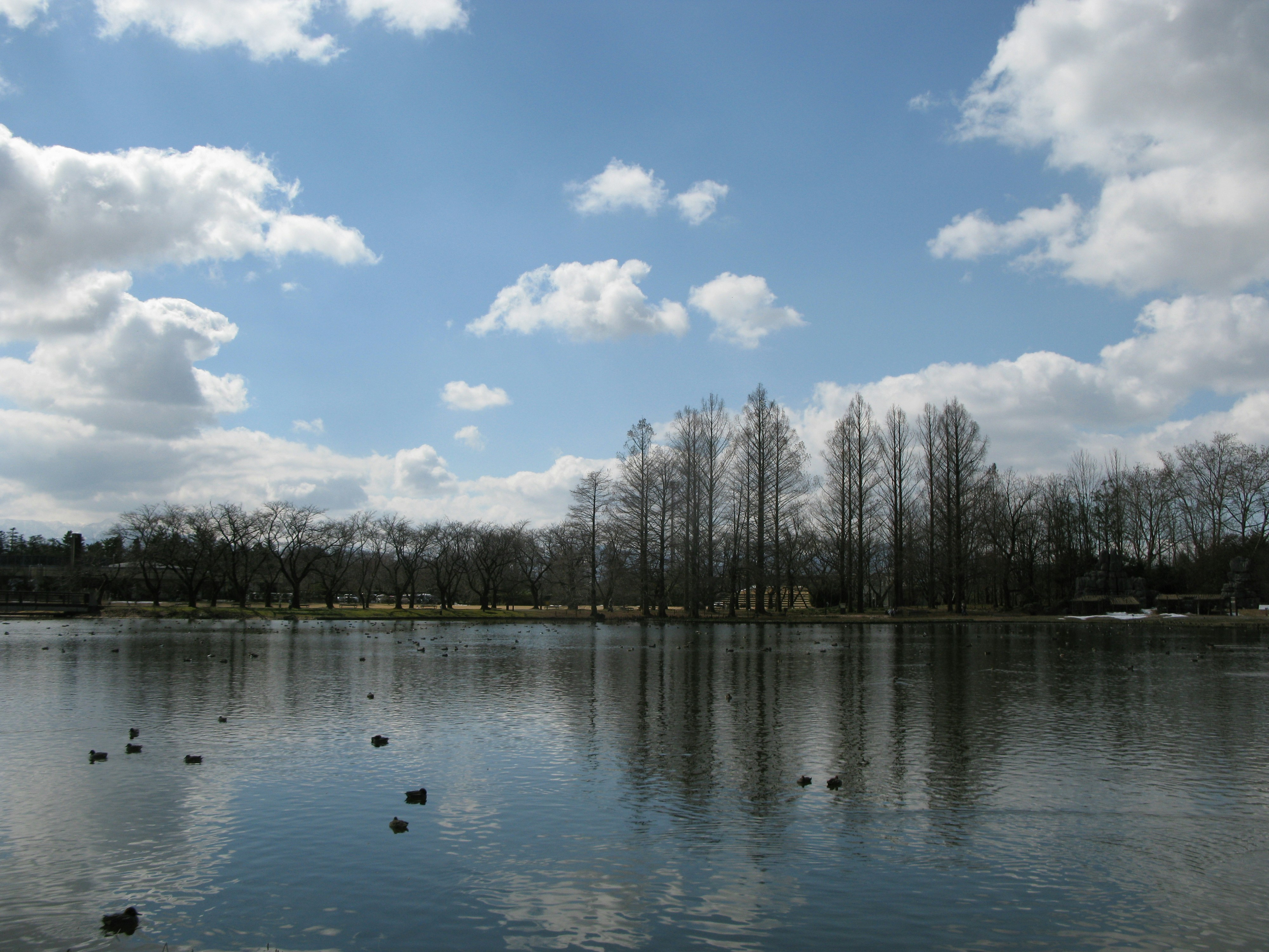 Tranquil lakeside scene with a line of bare trees along the far shore and their reflection on calm water beneath a bright sky; a few ducks drift on the surface.