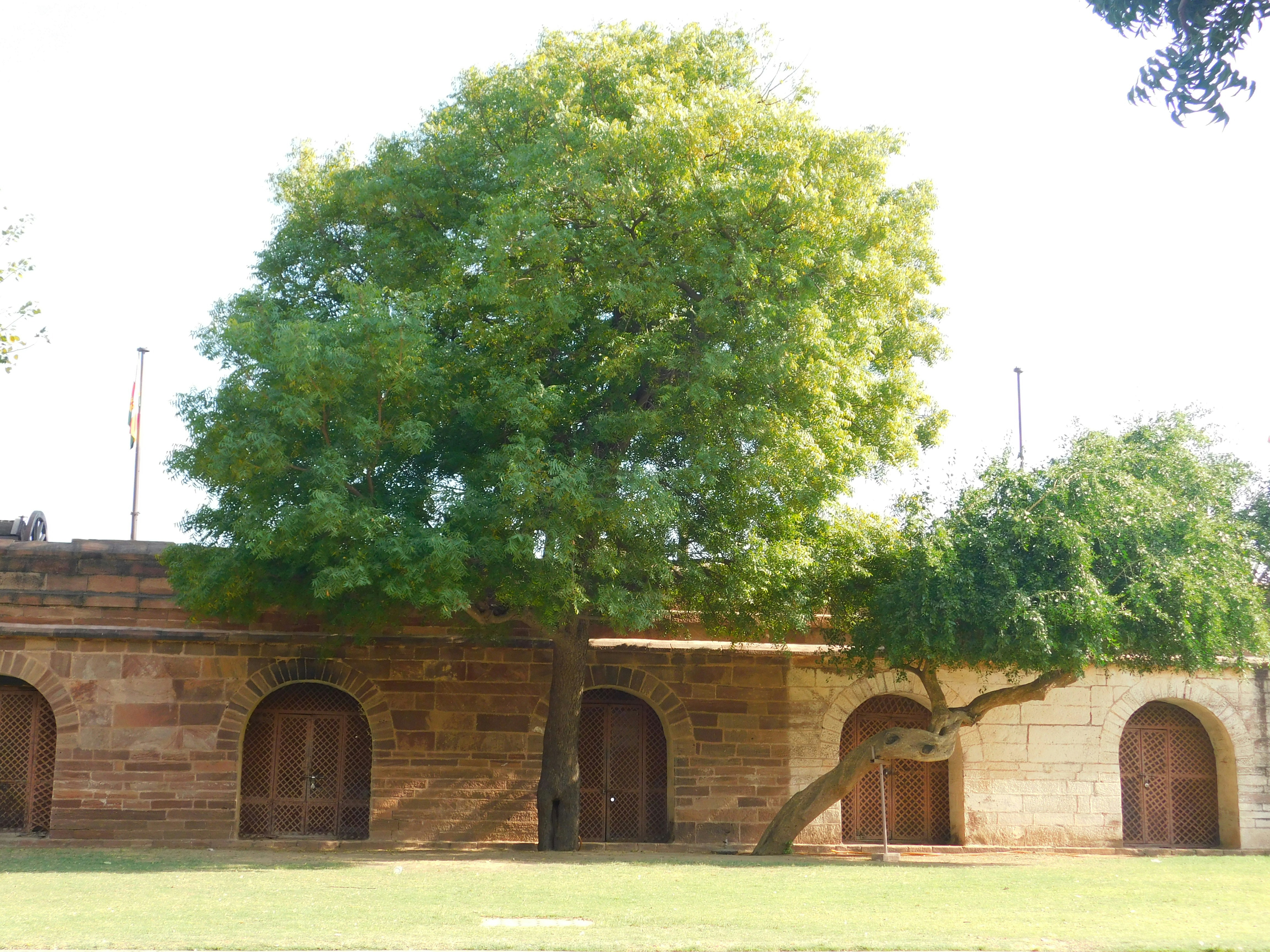 Serene Fort Courtyard with Lush Canopy