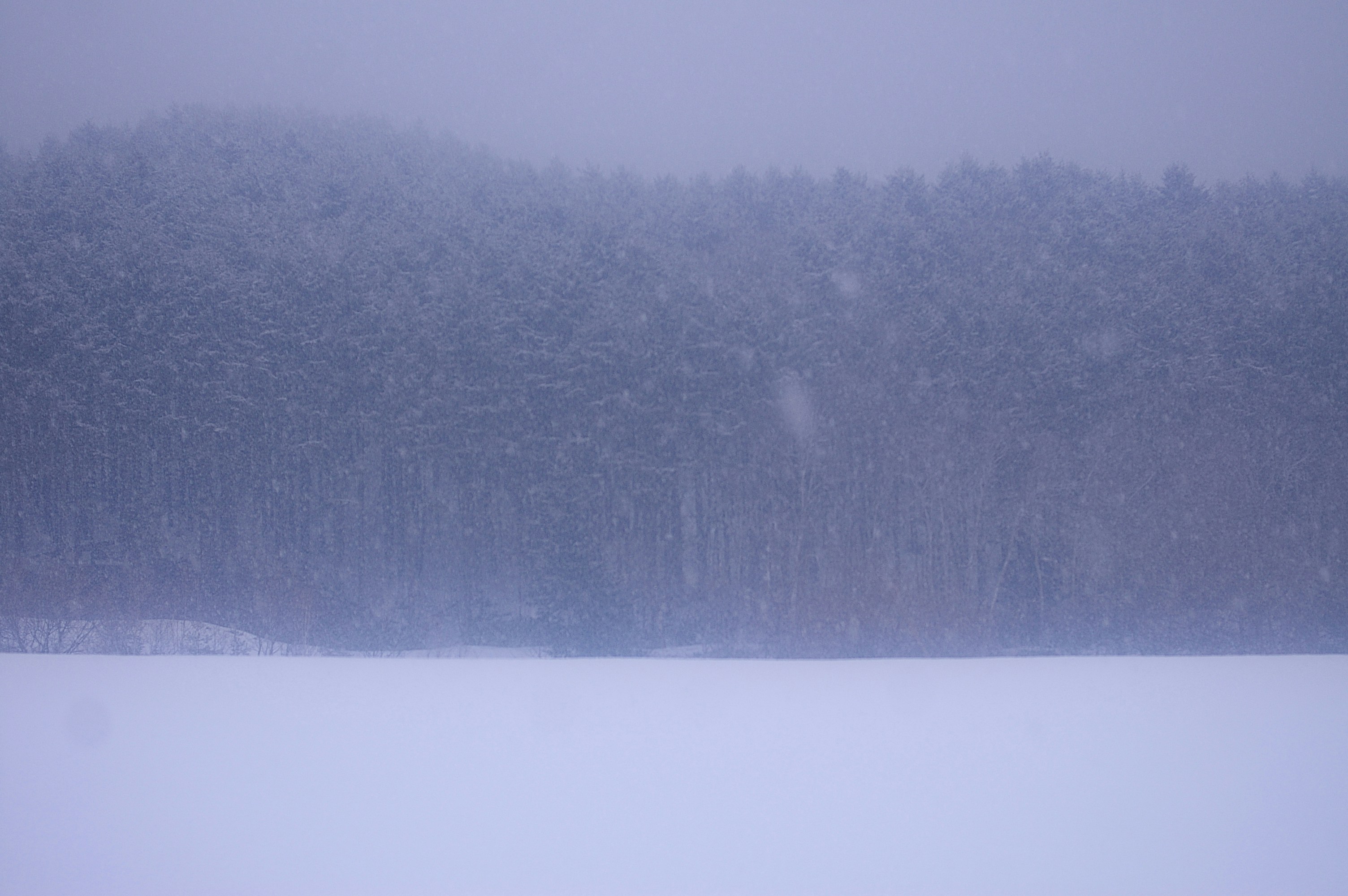 A serene winter landscape featuring a snow-covered field meeting a dense, frosted forest under a cloudy sky.