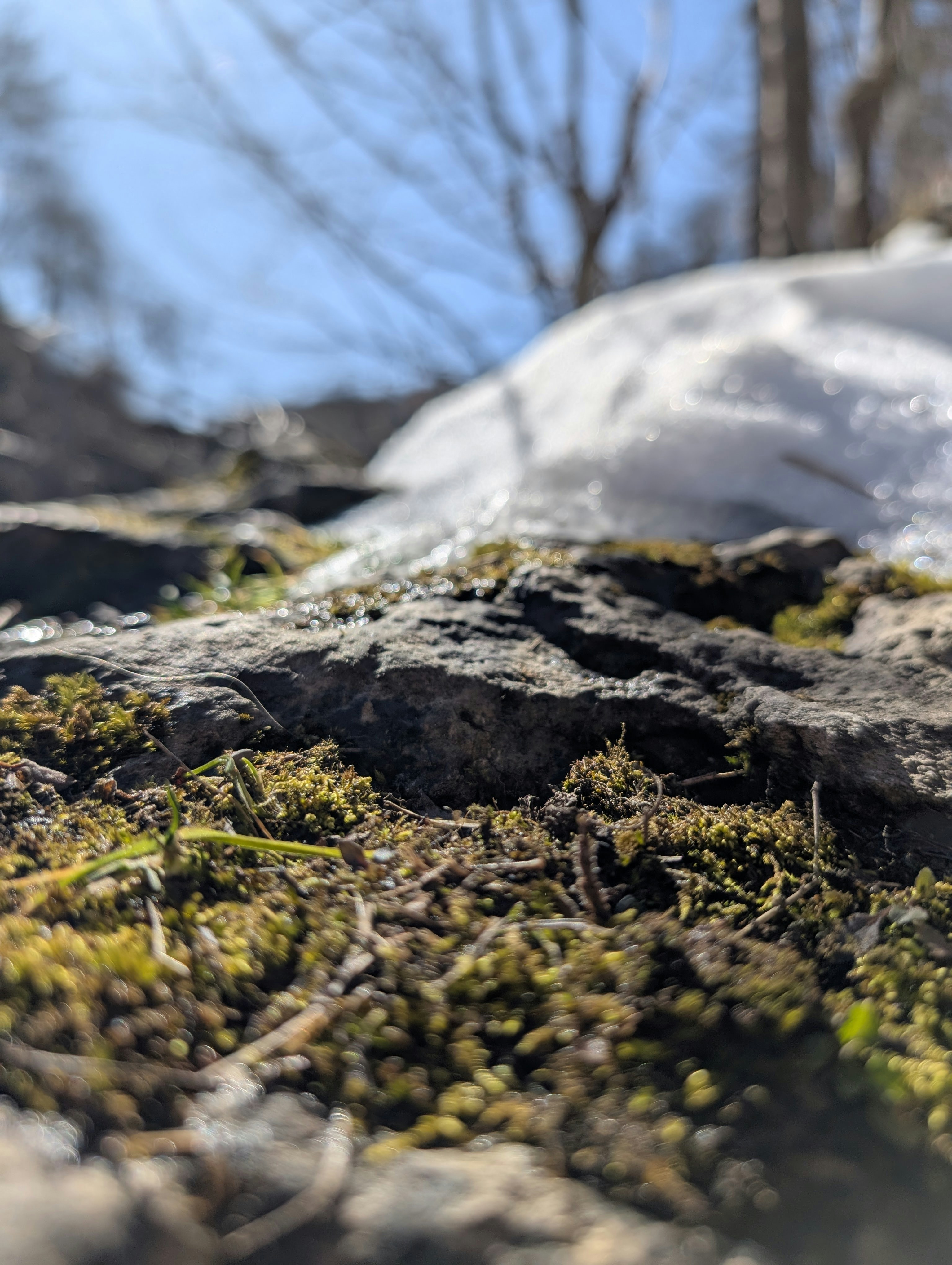 Moss and snow on rocks in the sunlight. photo – Free Blue Image on Unsplash