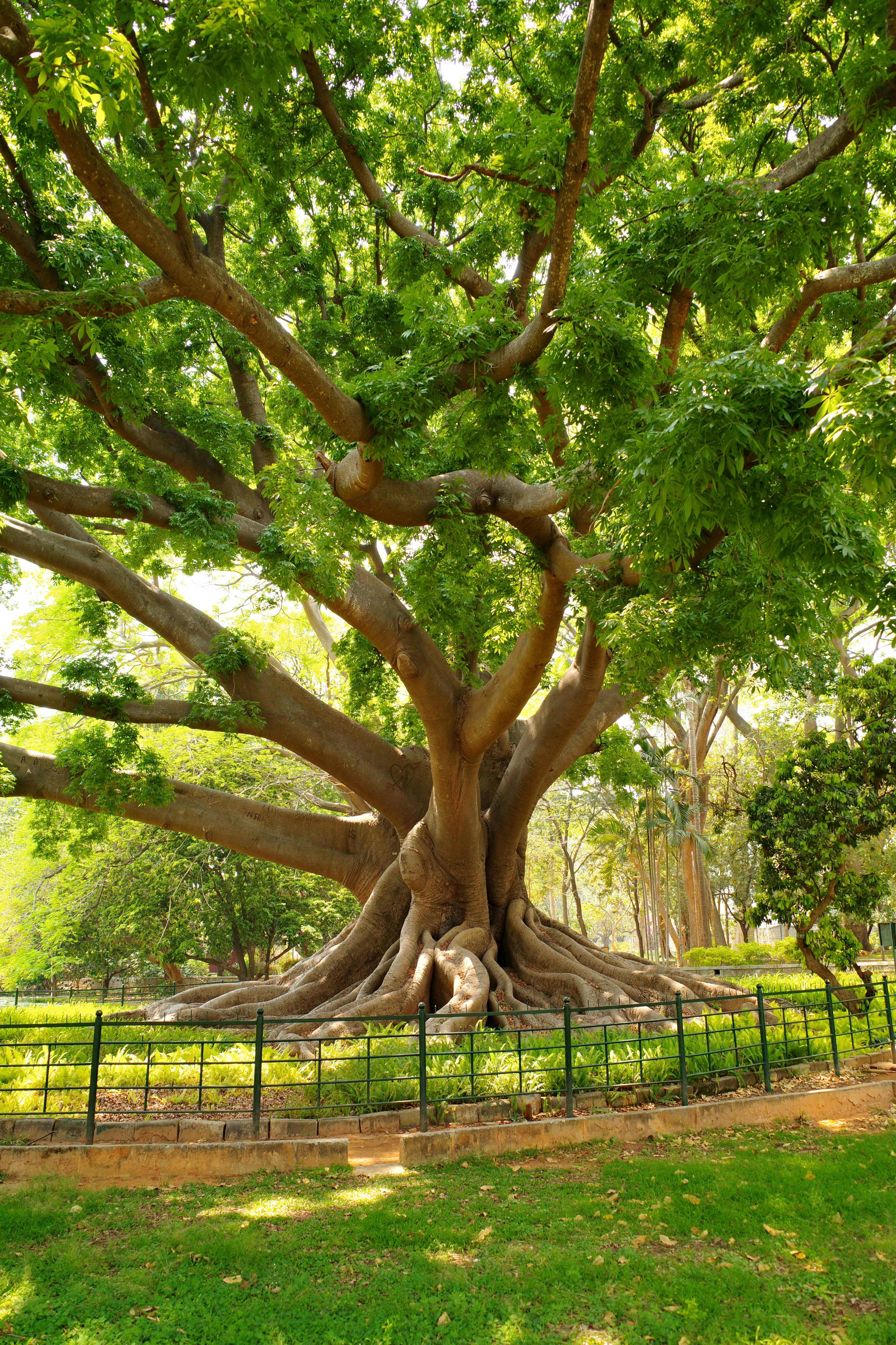 A magnificent tree spreads its branches widely. photo – Free Forest ...
