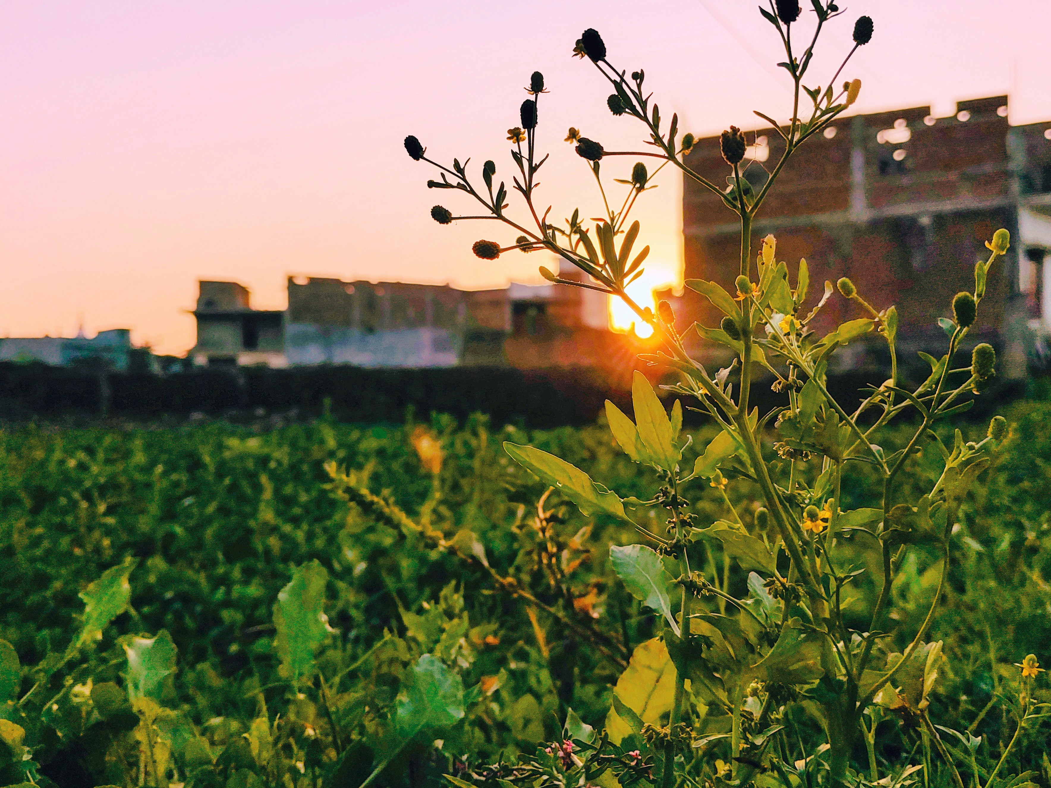 Golden Hour Glow Over Urban Fields