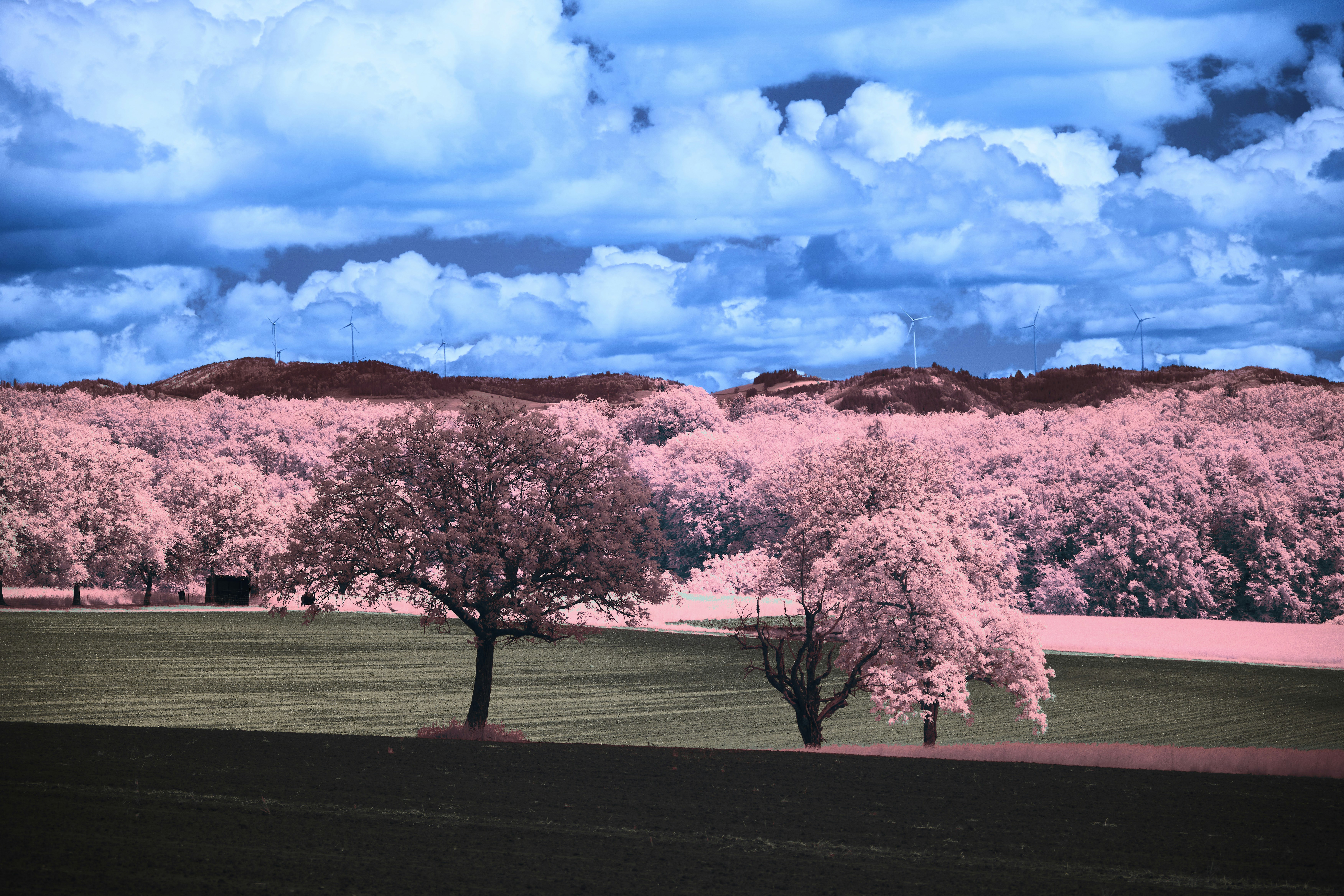 Infrared Orchard: Pink-leaf Trees Under a Cobalt Sky