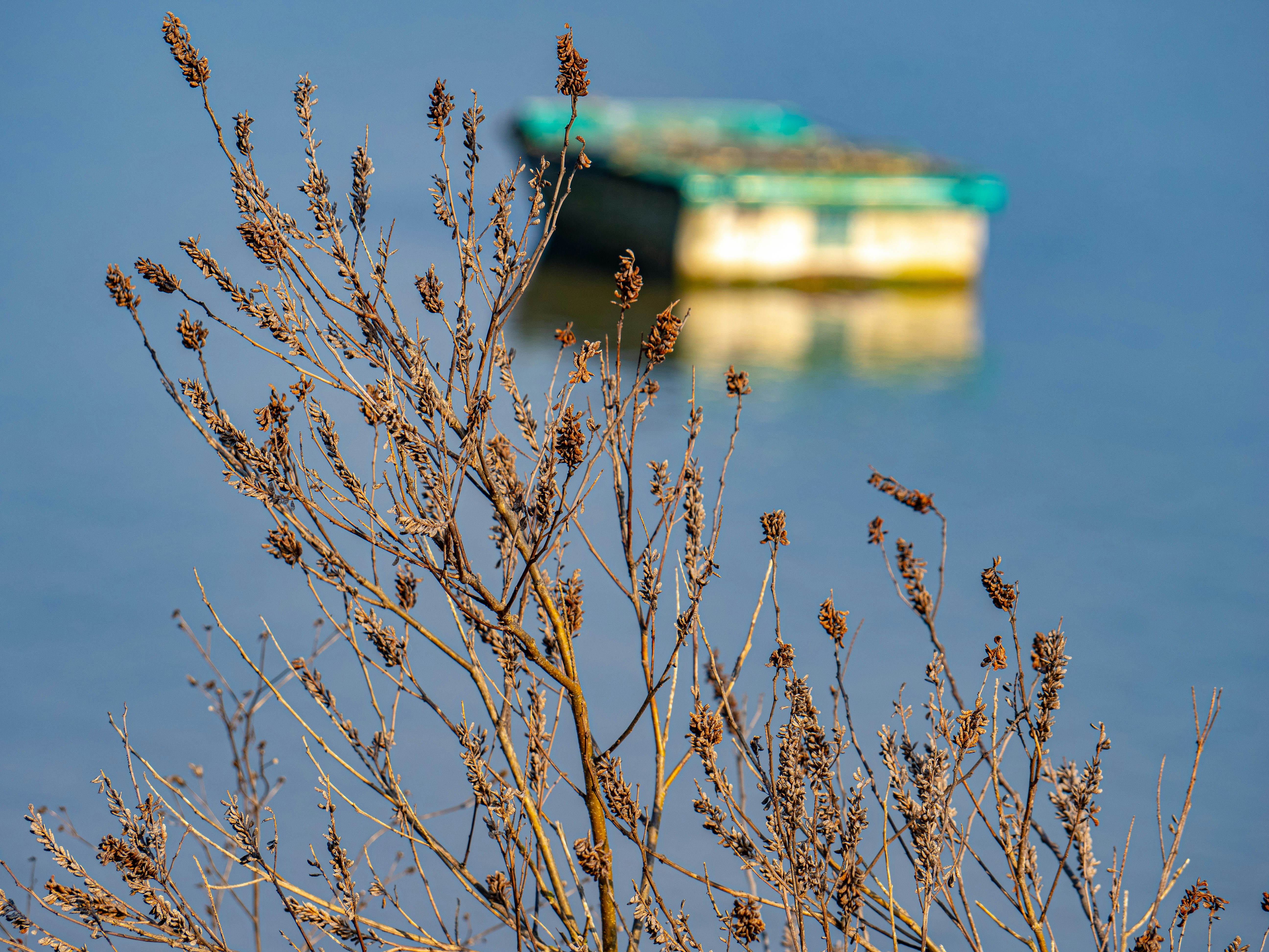 Dry Wildflower Stems Before a Distant Floating Boat