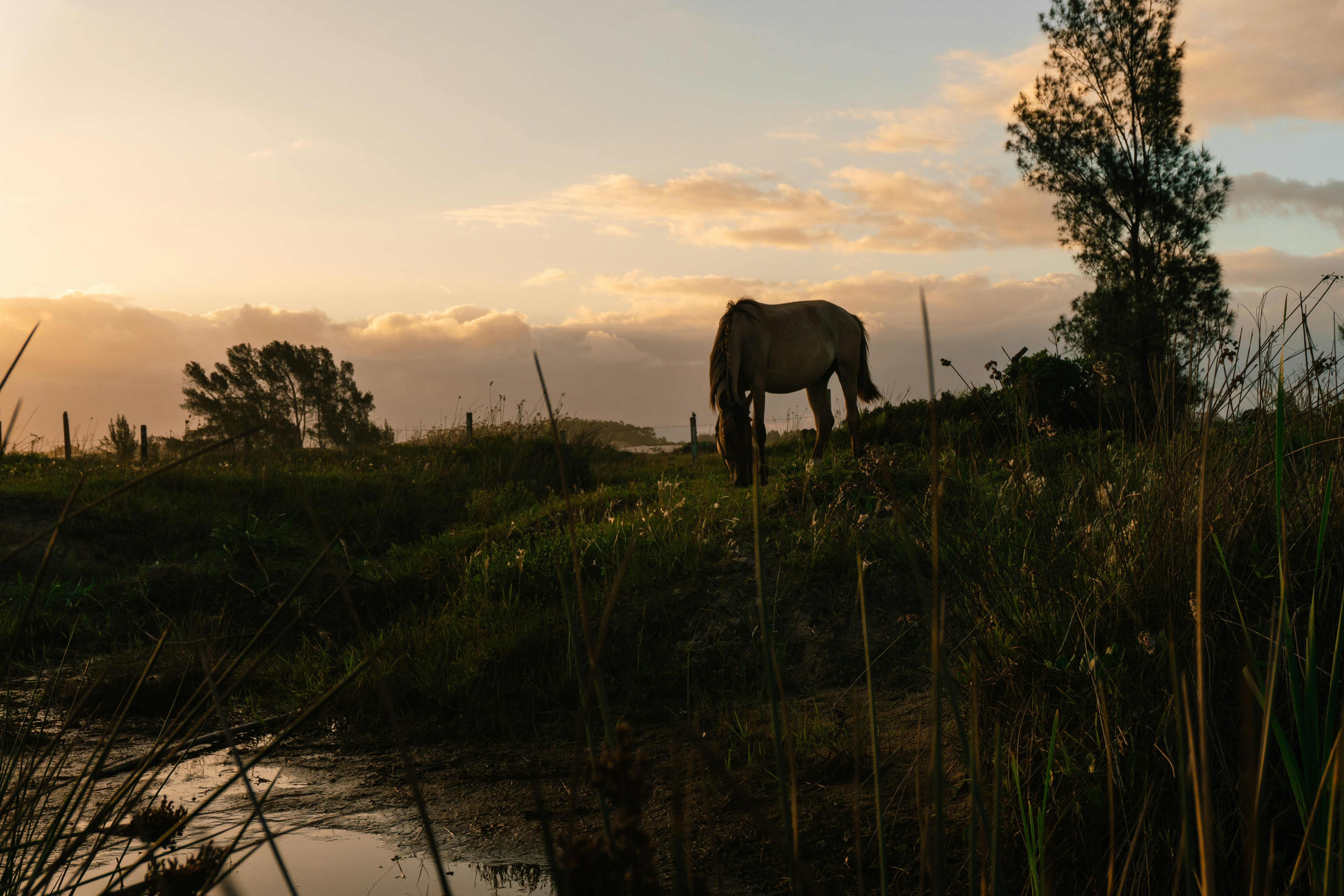 Twilight Grazing Harmony