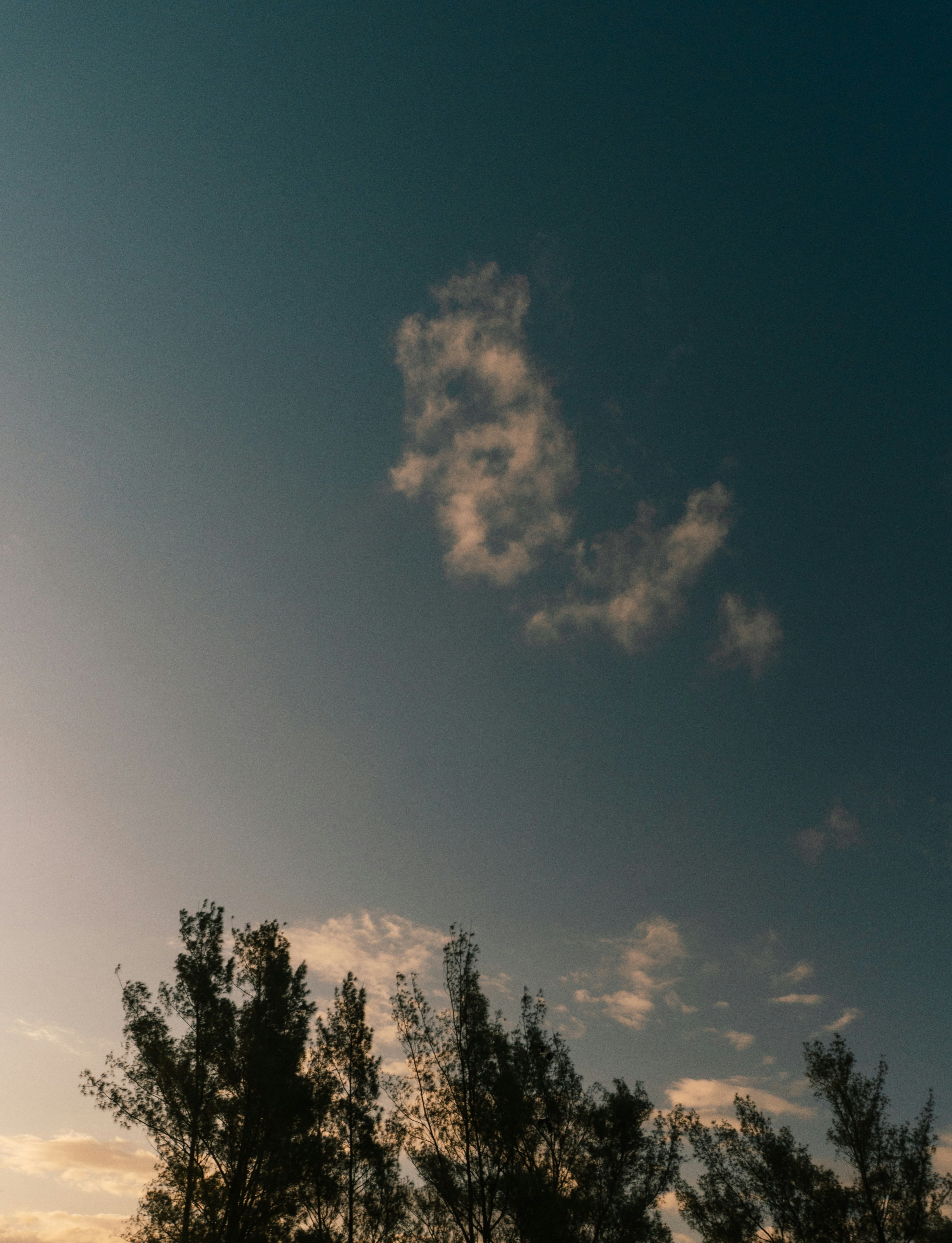 Trees silhouette against a cloudy, dusky sky. photo – Free Sunset Image ...