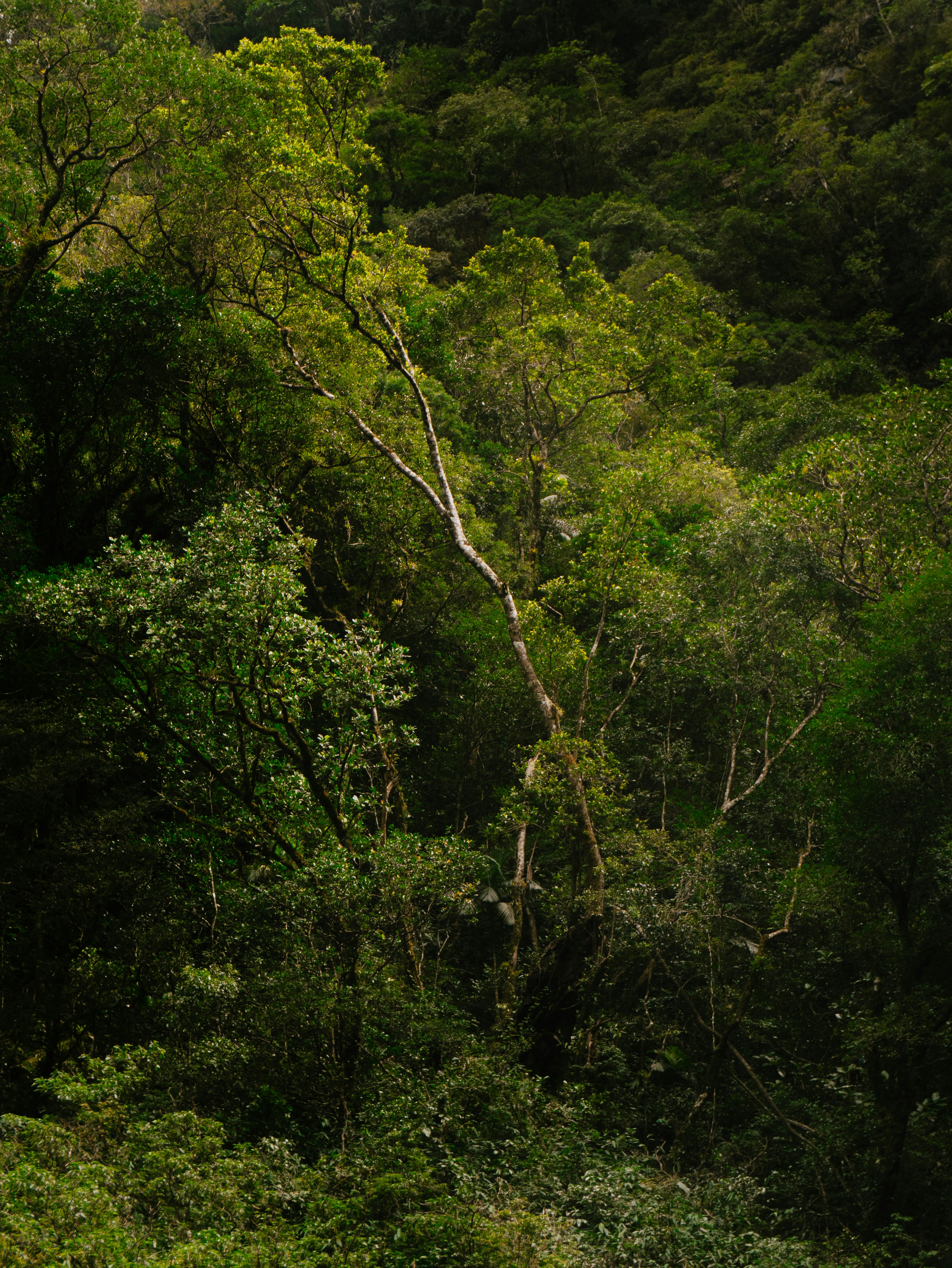 Lush green trees fill a forest landscape. photo – Free Wallpaper Image ...