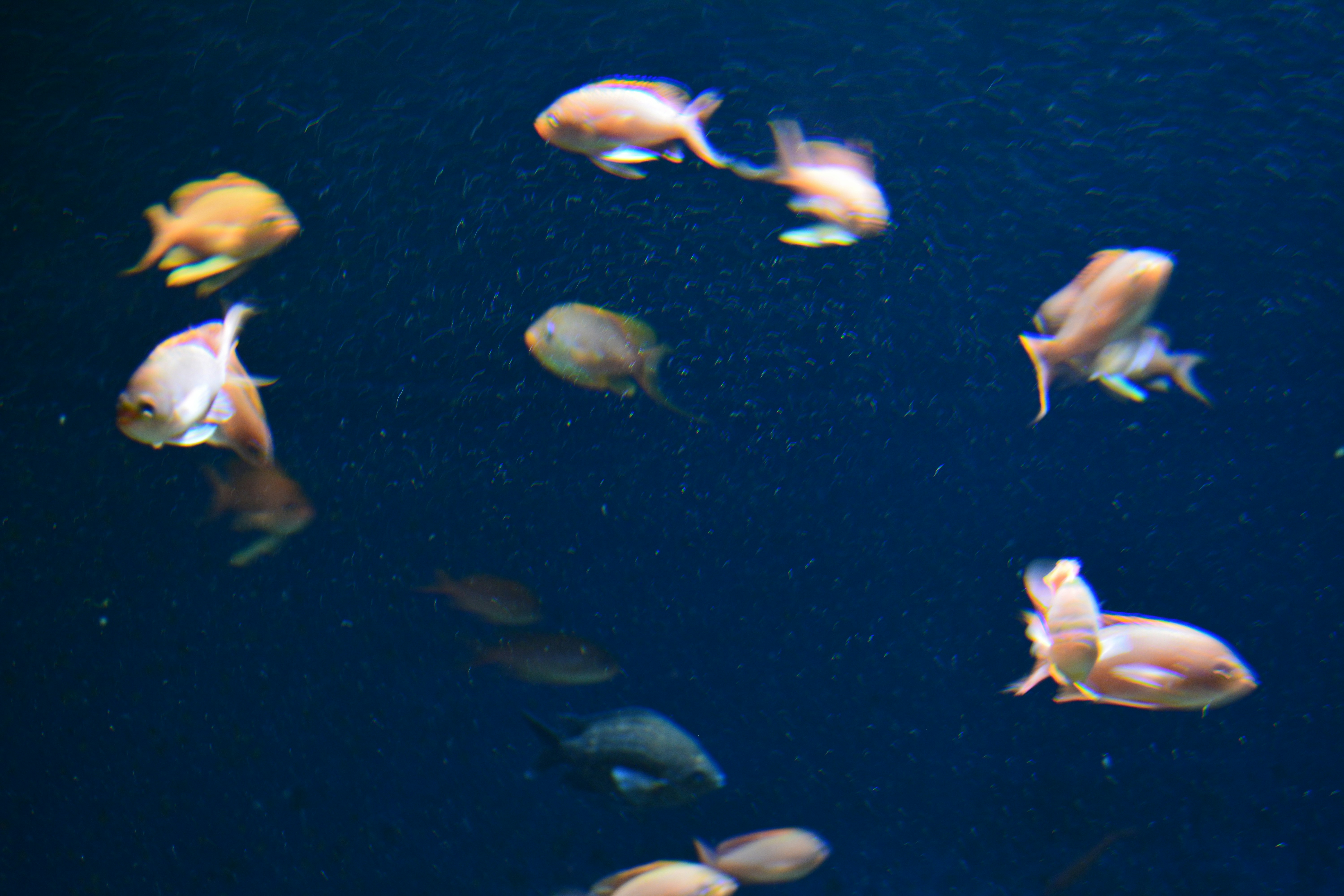 Velvet Blue Currents: A Burst of Gold in Dim Aquarium Water