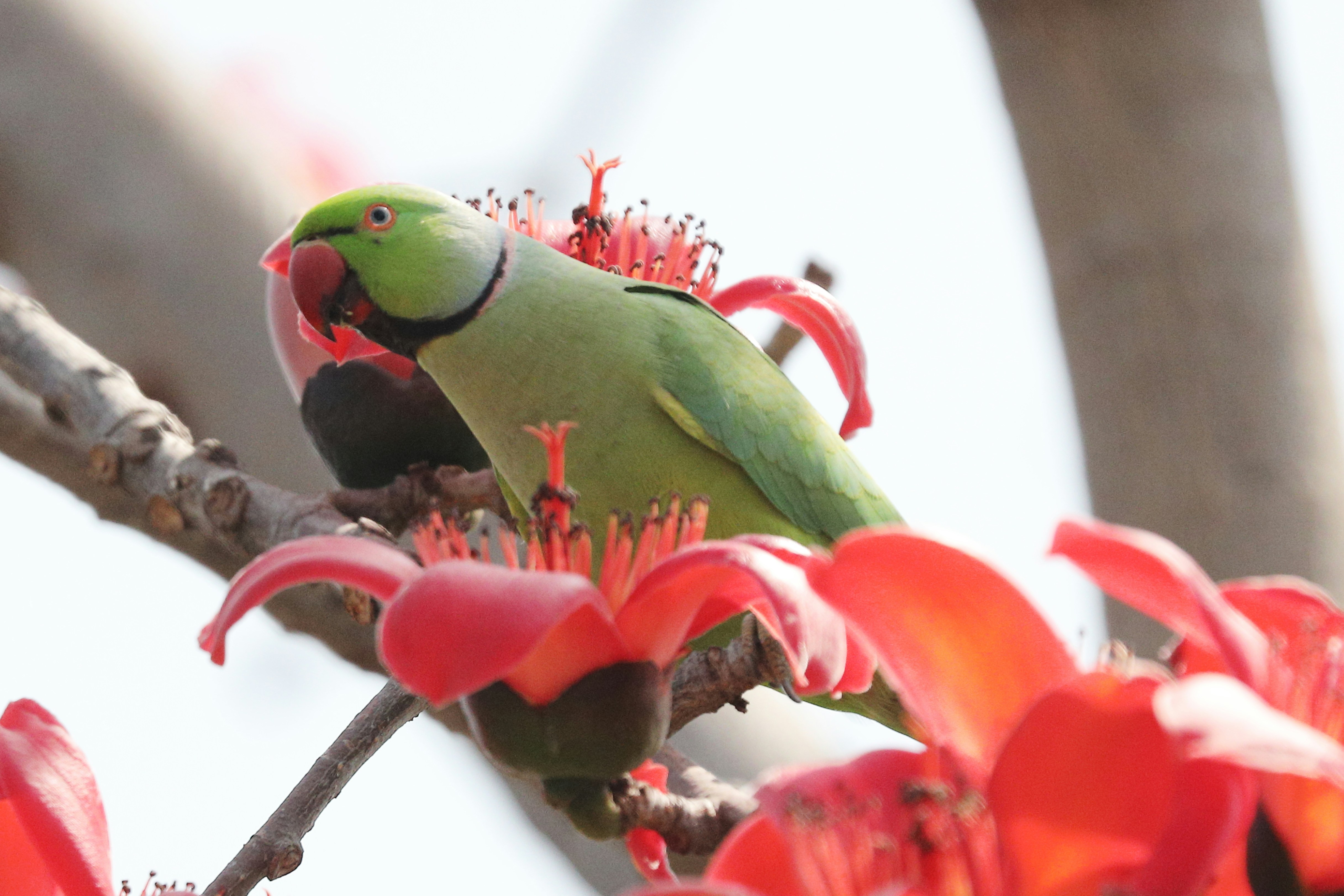 Emerald Parrot Amid Scarlet Blossoms