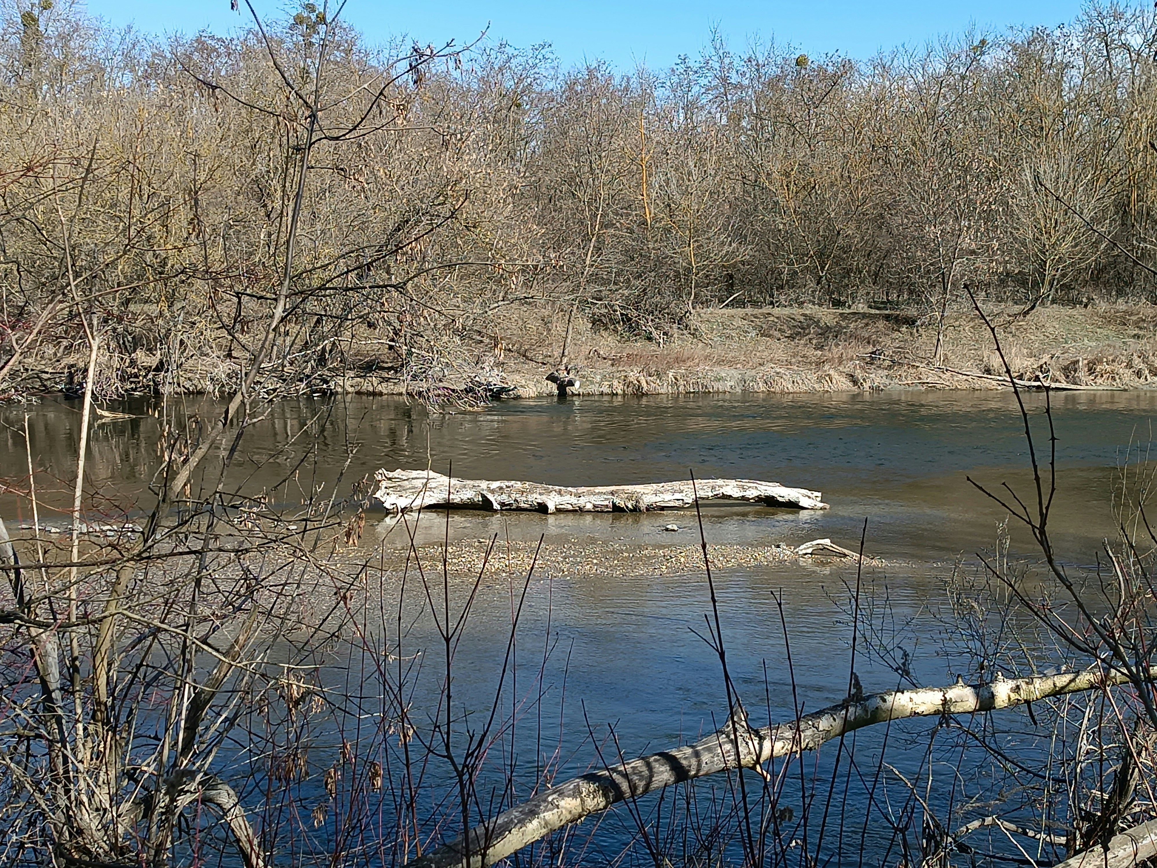 A log floats in a calm river surrounded by trees.