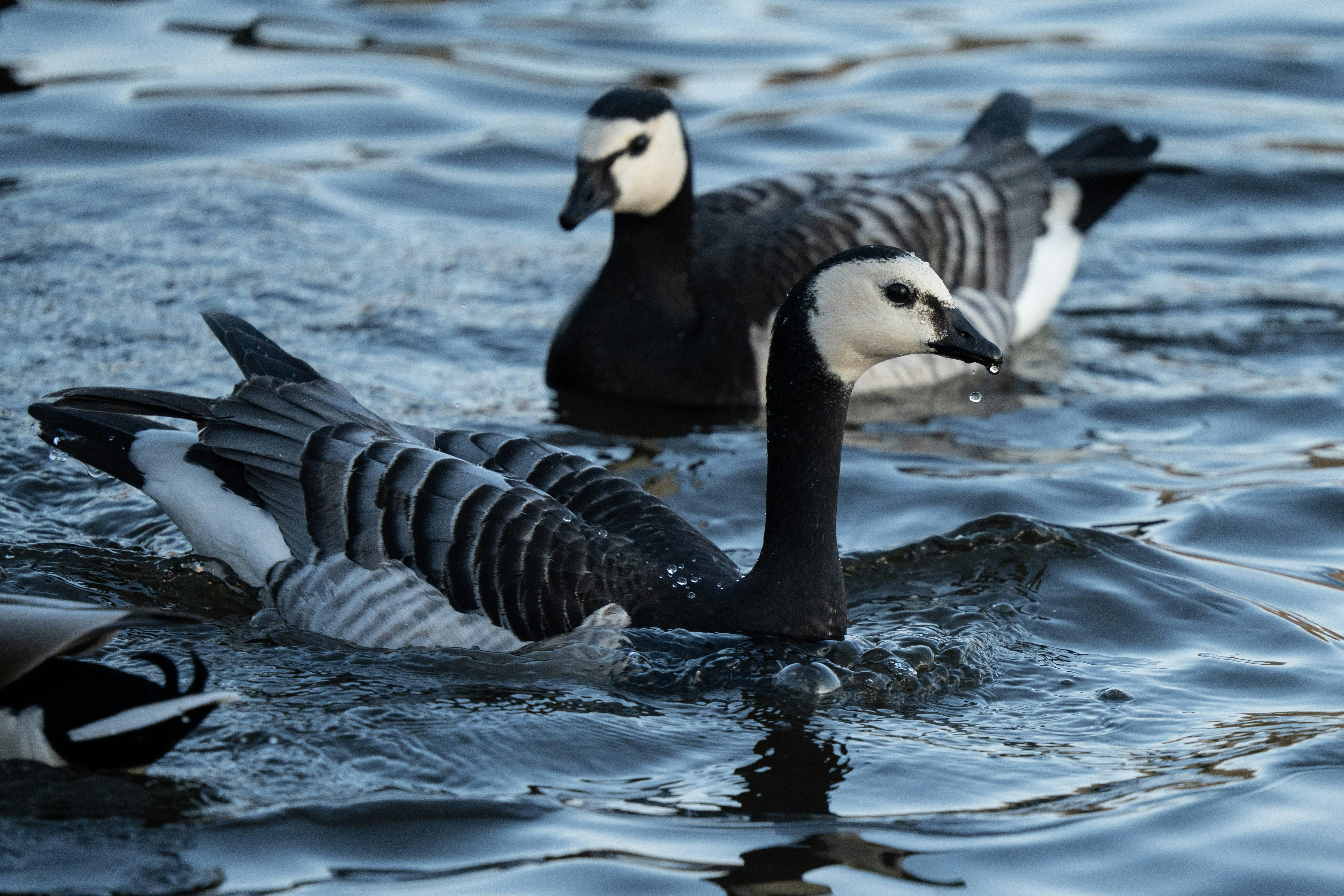 Two barnacle geese swim in blue water. photo – Free Sea Image on Unsplash