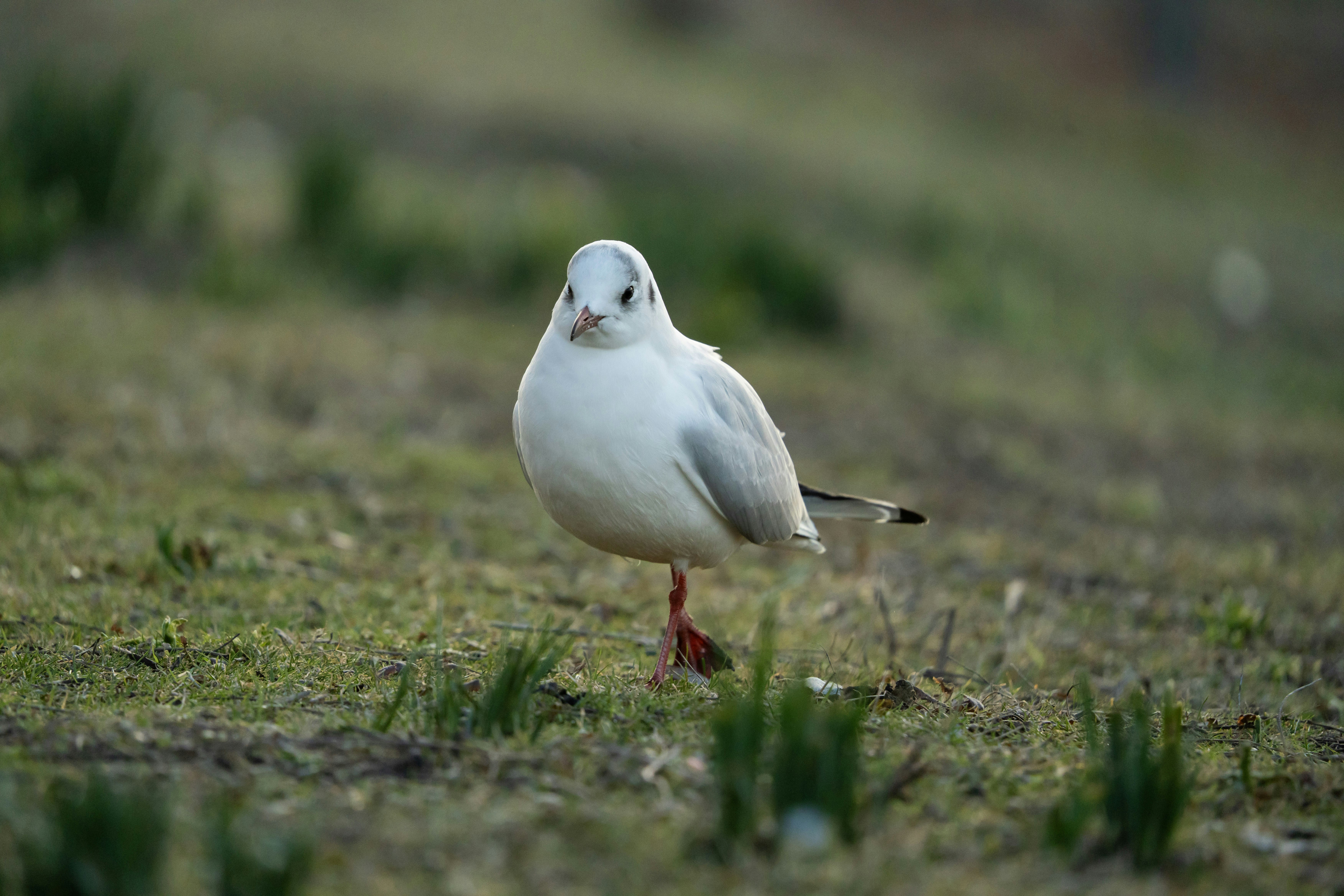 White seagull standing on grassy terrain with a blurred background.