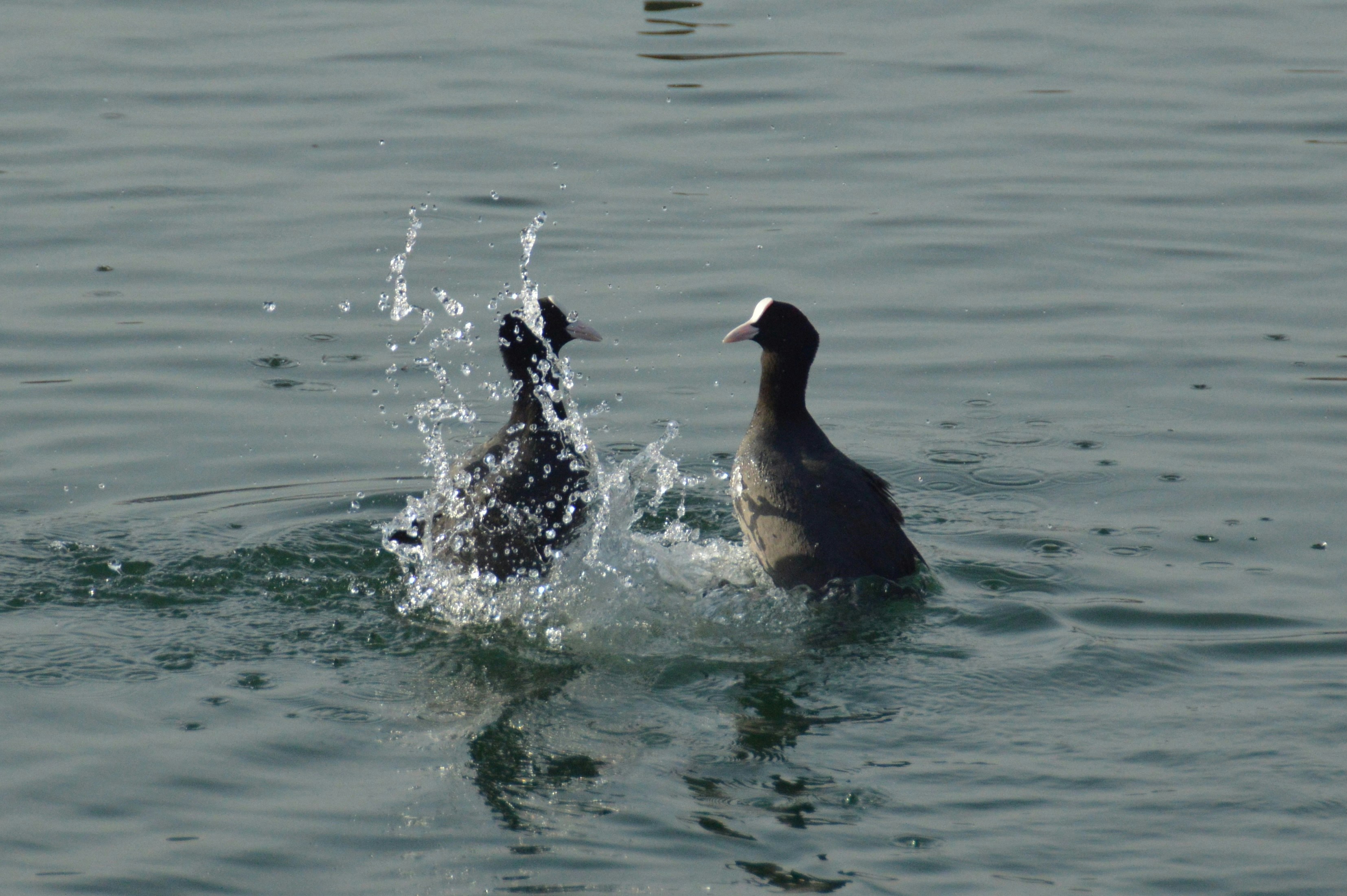 Splashing Encounter: A Pair of Grebes Break the Quiet Surface