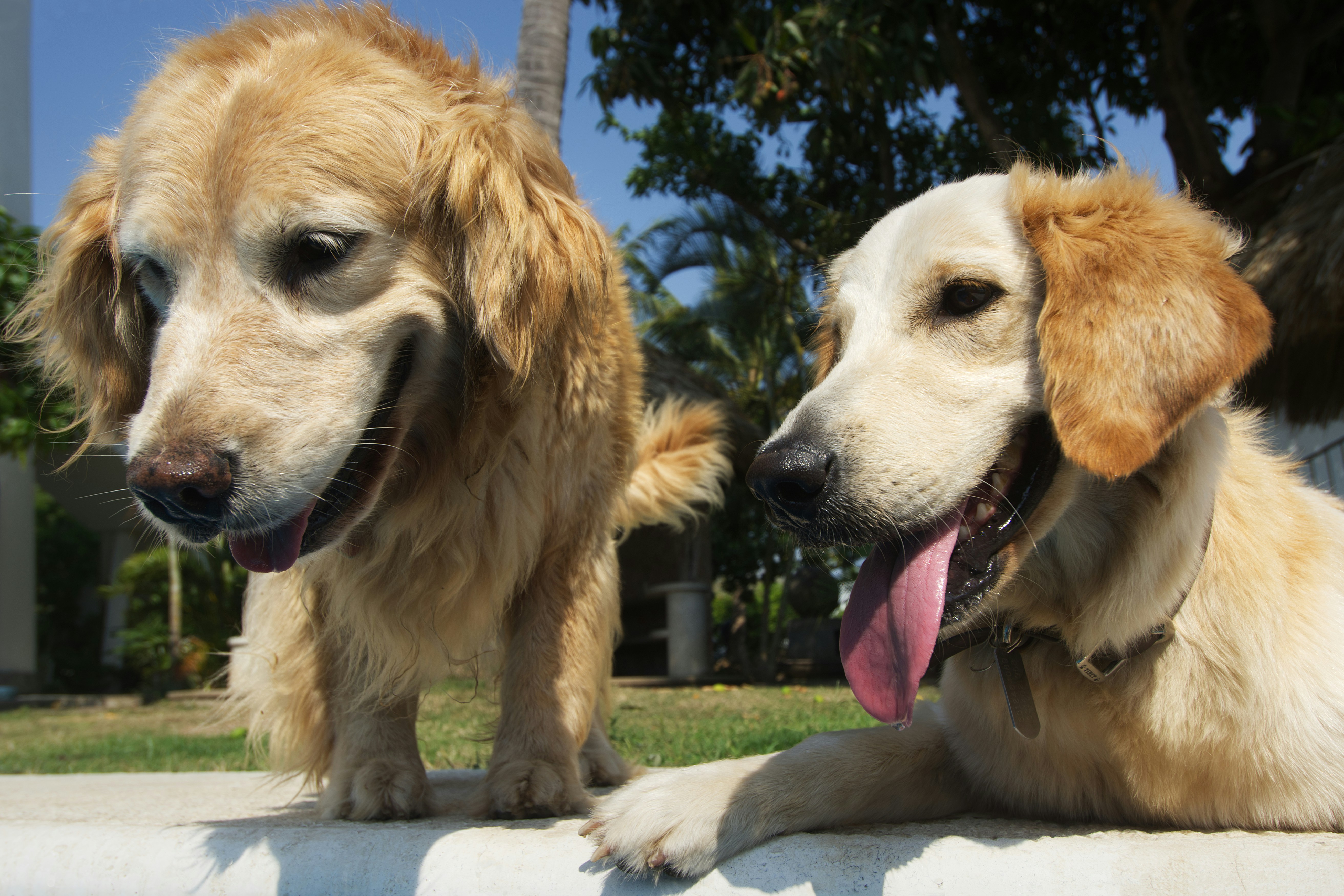 Golden Companions in the Sun